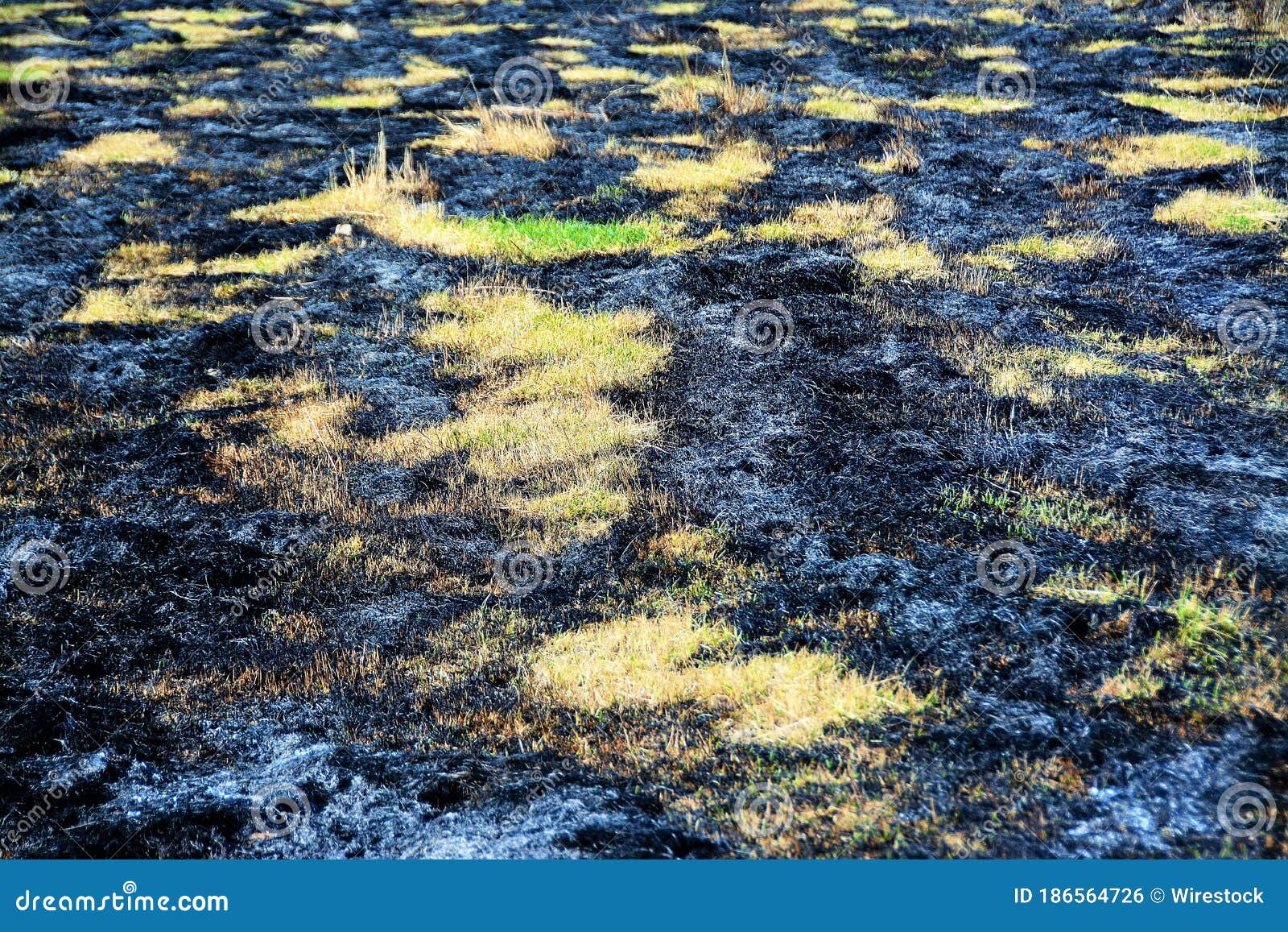 Field with Ash after a Vegetation Fire Stock Photo - Image of forest ...