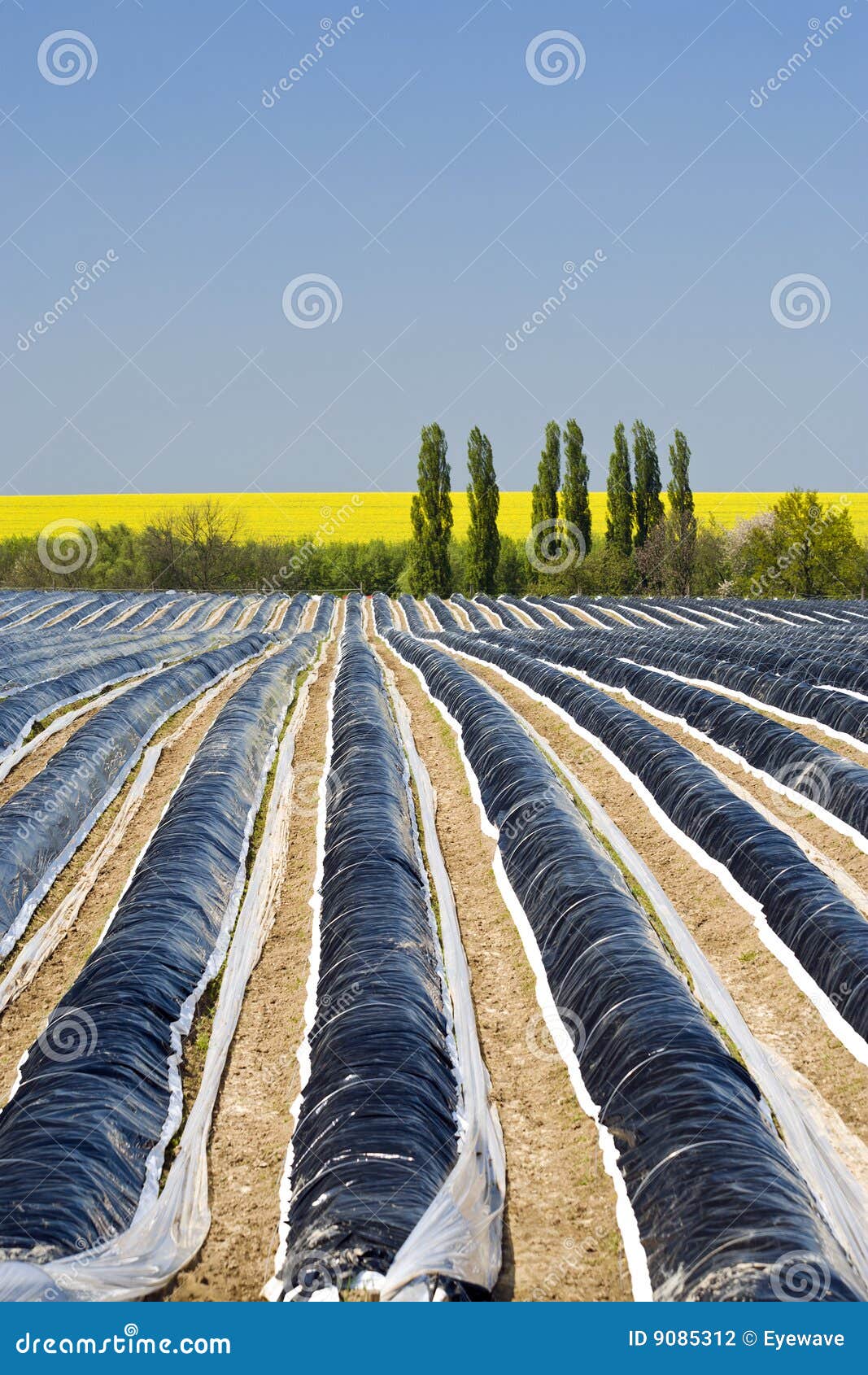 Field of Asparagus, Rows Covered with Foil Stock Photo - Image of ...