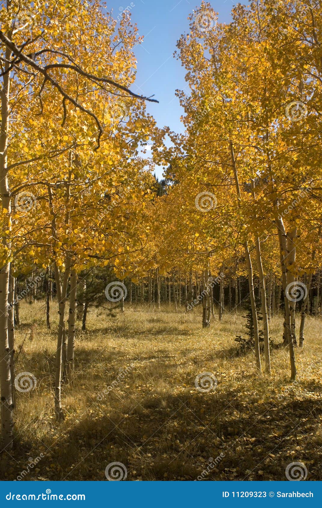 Field of Aspen in Colorado stock image. Image of plants - 11209323