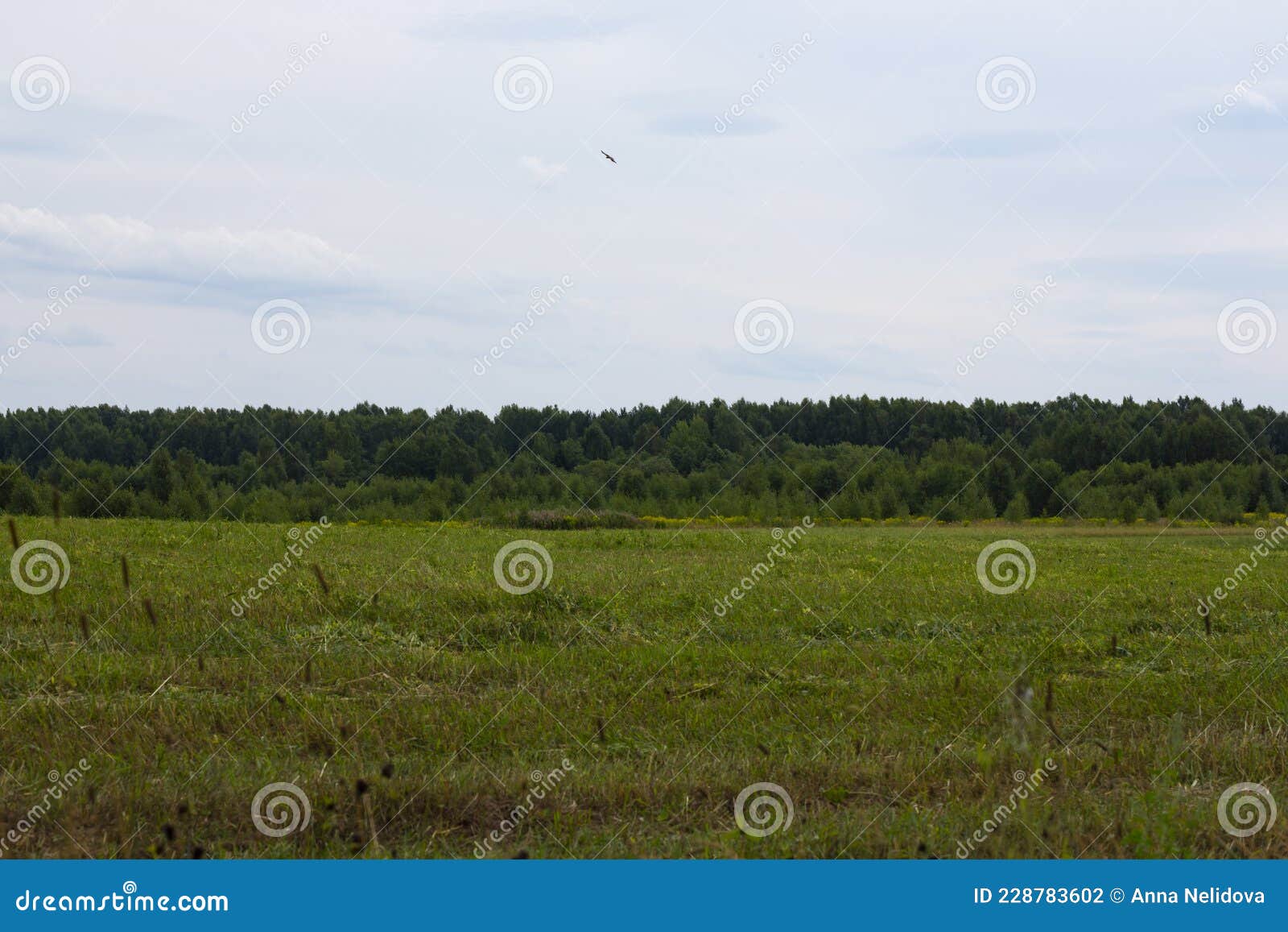 Field in August, with a Forest and a Blue Sky in the Background Stock ...