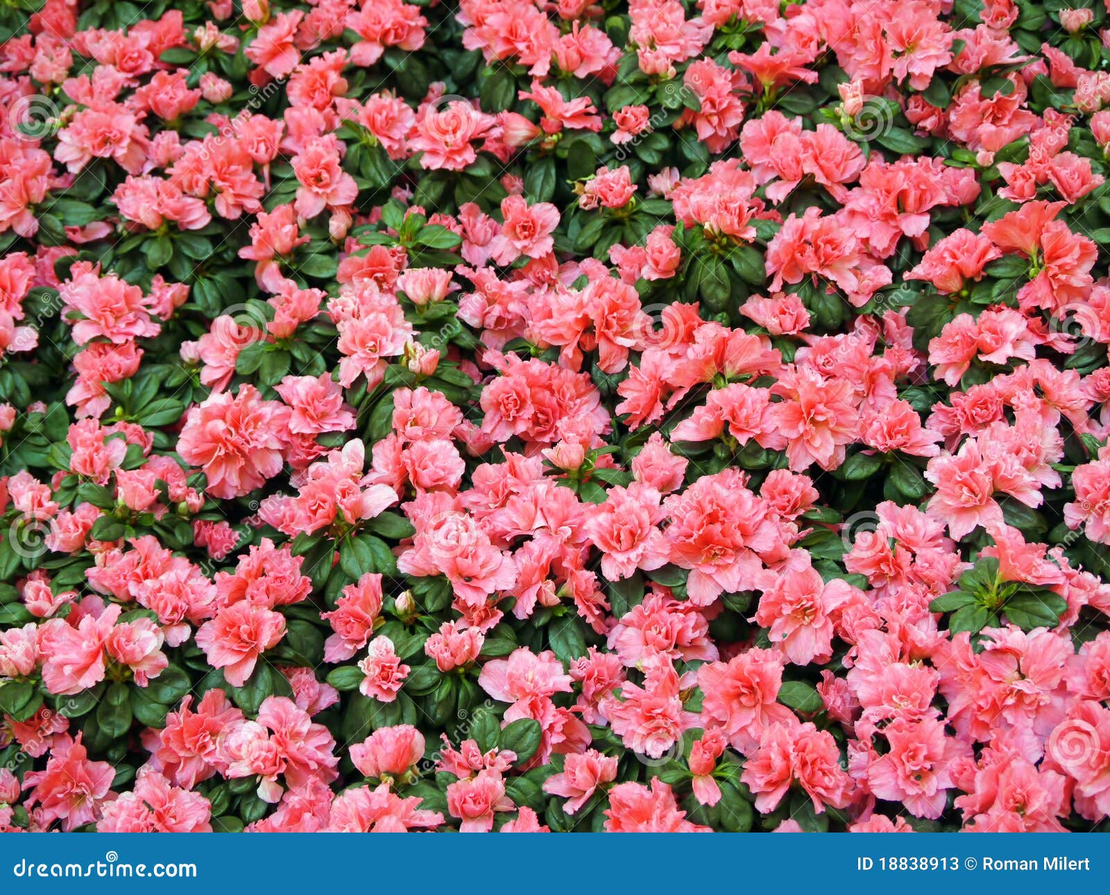 Field of azalea flowers stock image. Image of garden - 18838913