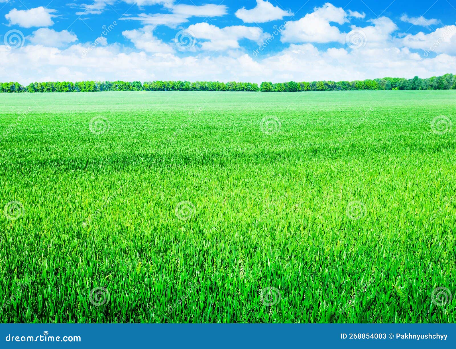 Field on a Background of the Sky Stock Image - Image of outside ...