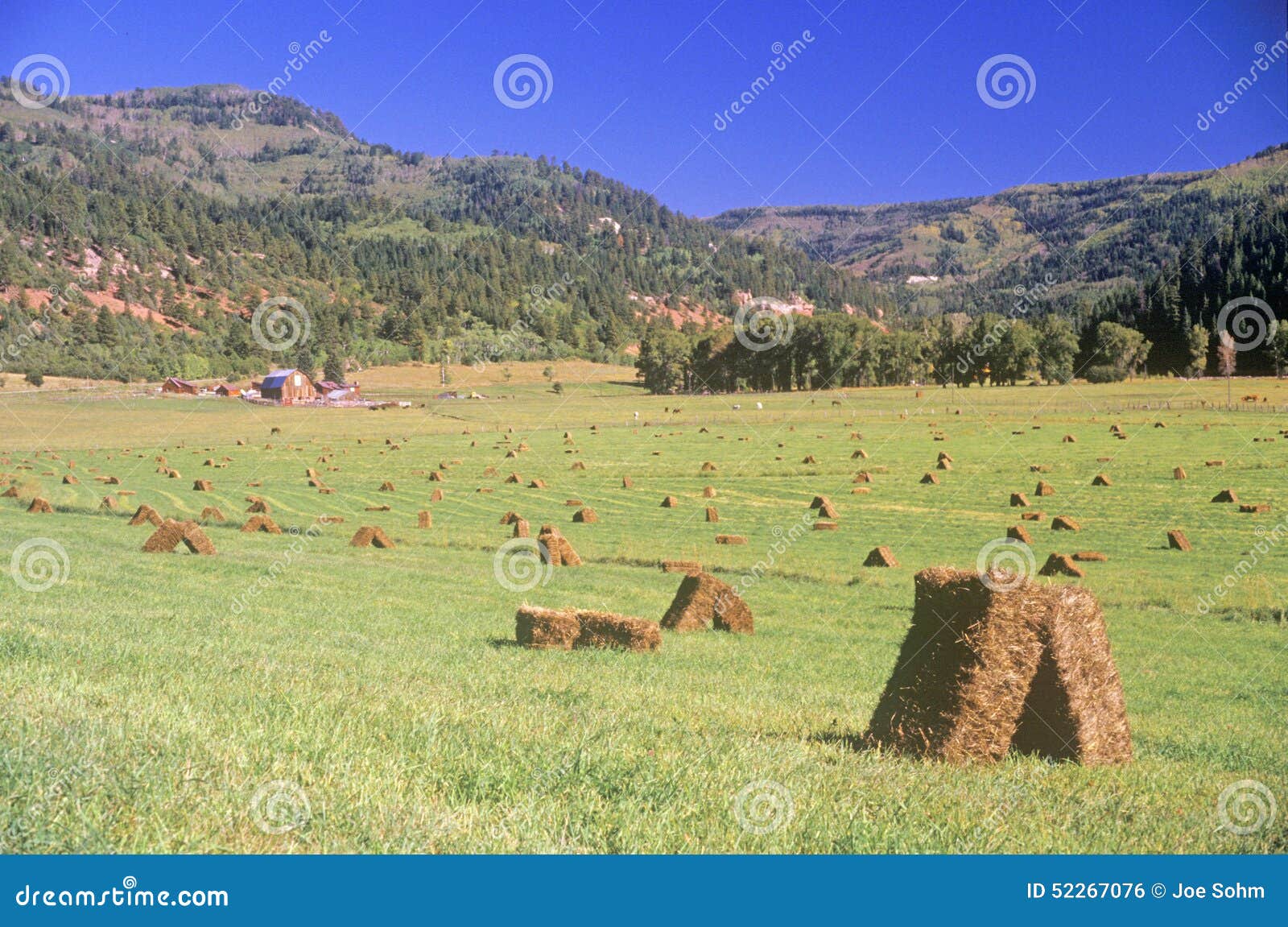Field of Baled Hay, Telluride, CO Stock Photo - Image of harvested ...