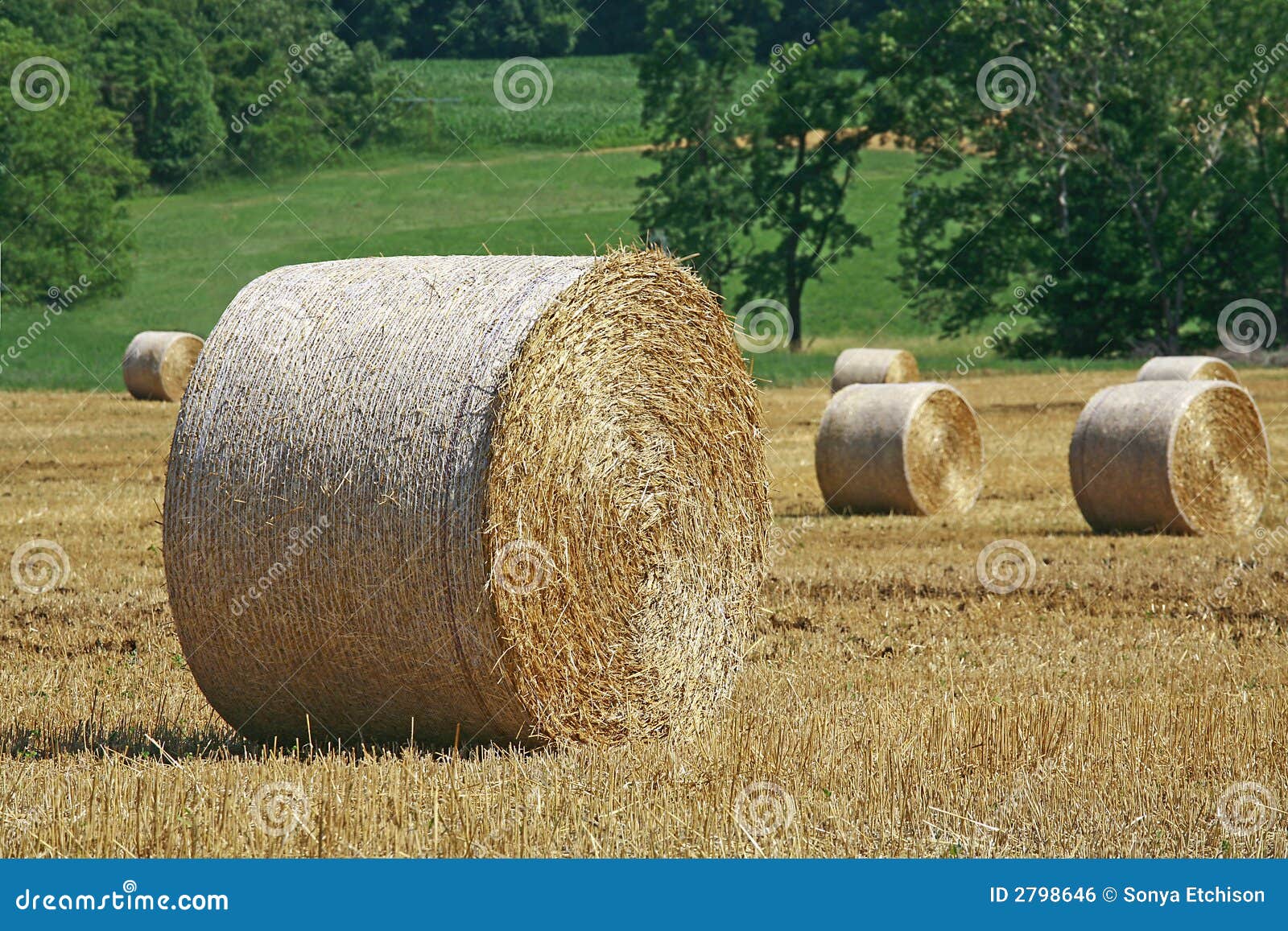 Field with Bales of Hay stock photo. Image of fall, crop - 2798646