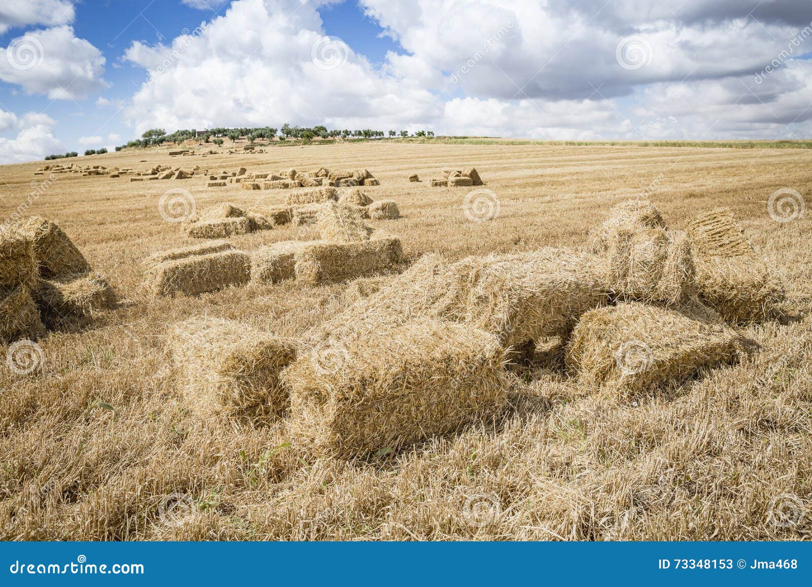 Field of Bales of Hay on a Summer Day Stock Image - Image of season ...