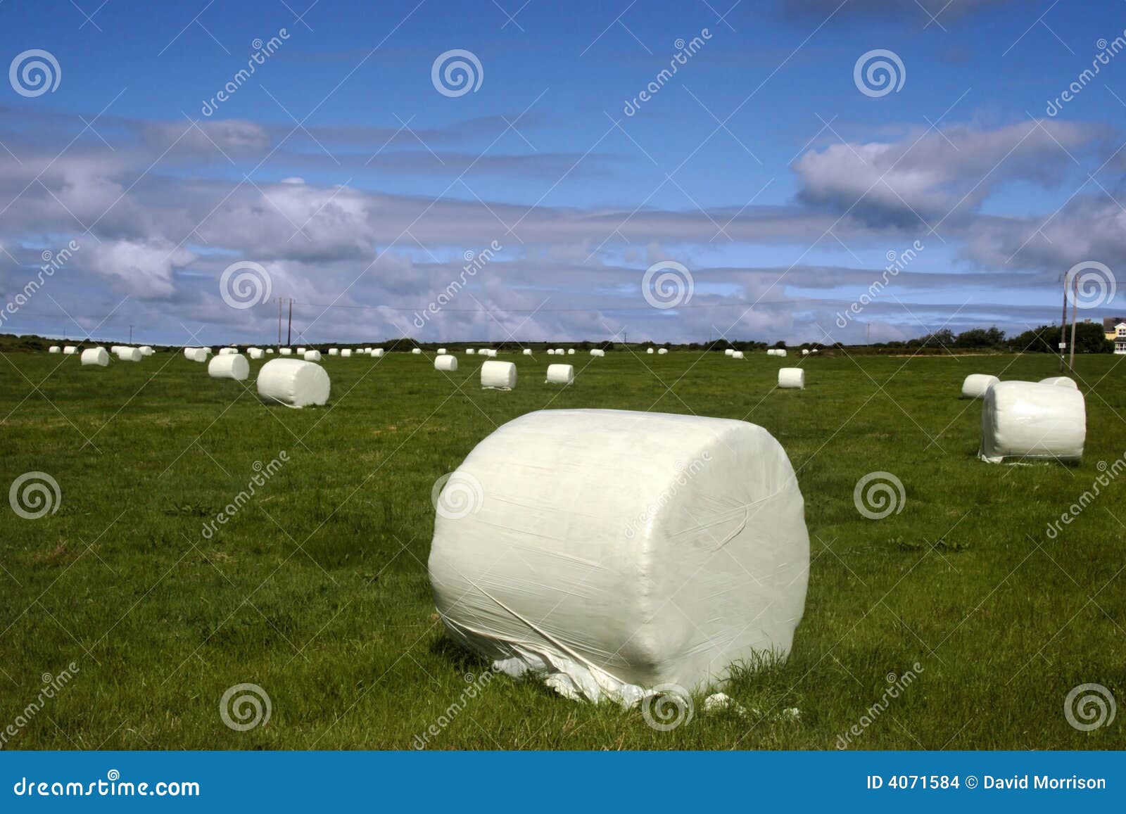 Field of bales v stock photo. Image of crop, farmhouse - 4071584