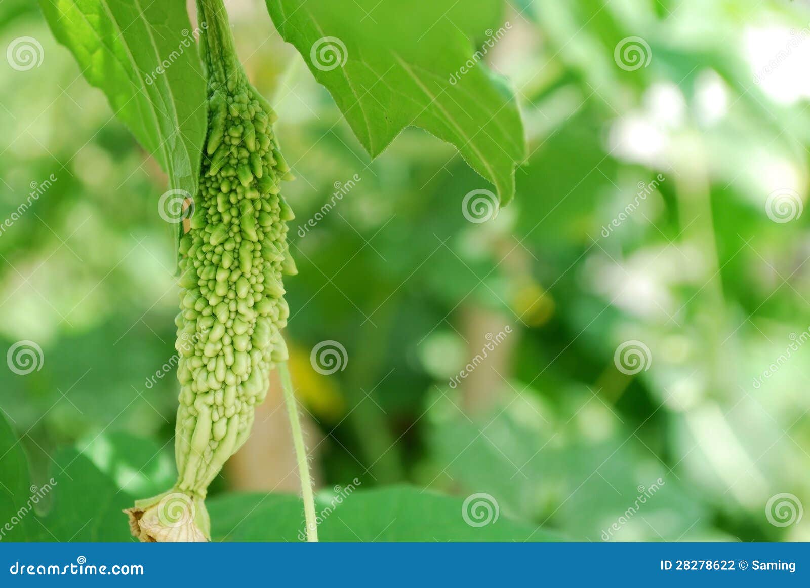 In the Field of Balsam Pear Stock Photo - Image of farmland, pear: 28278622