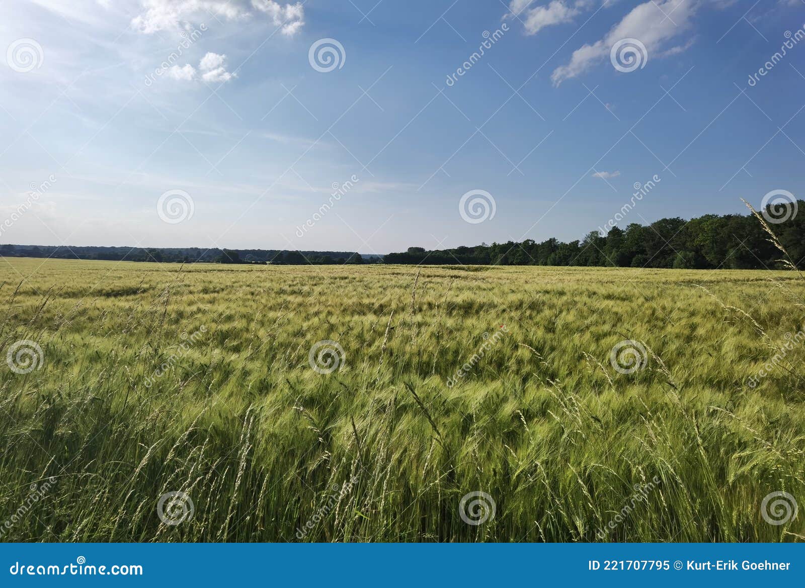 Field with barley stock image. Image of pasture, horizon - 221707795