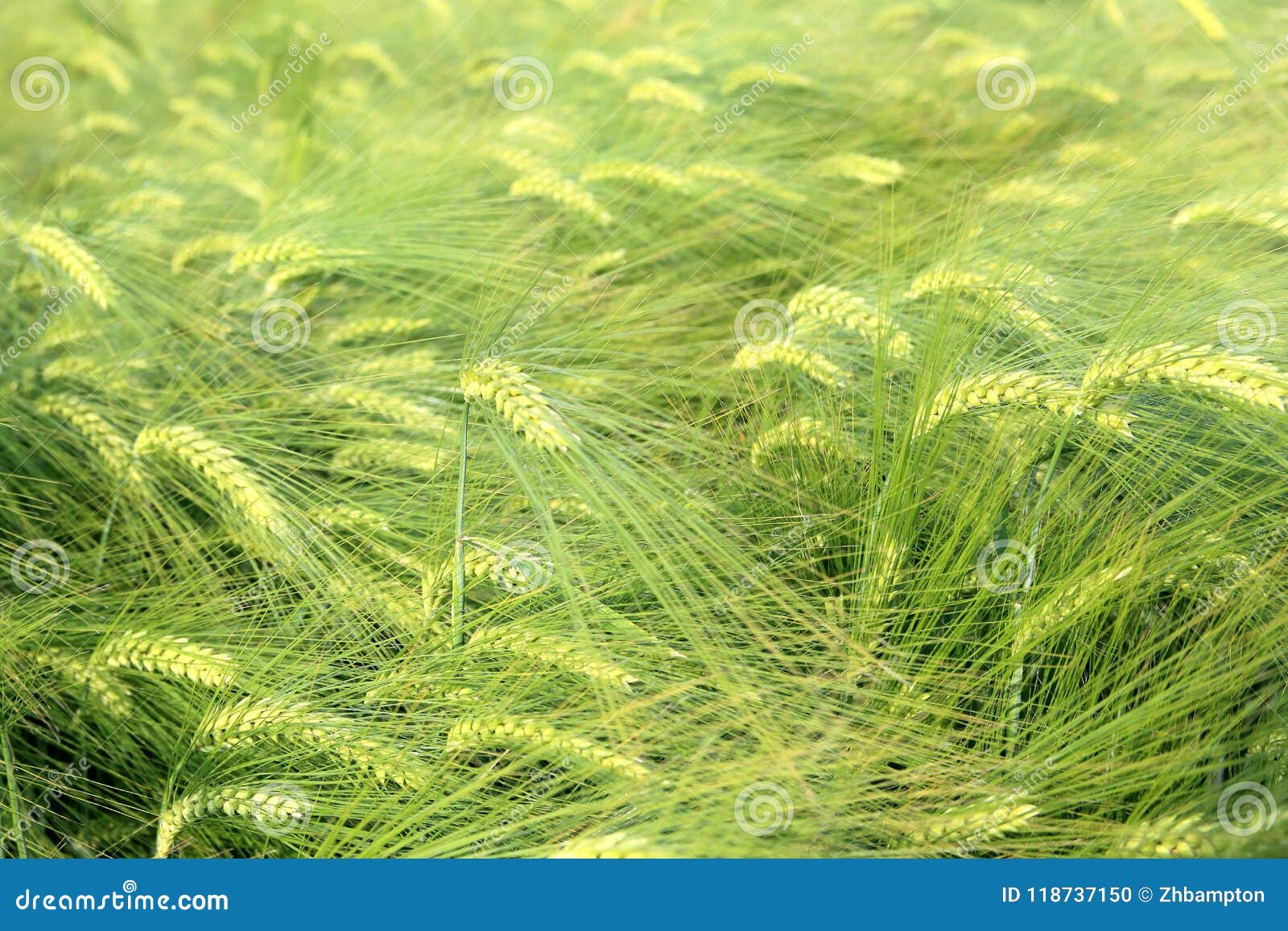 A field of barley crop stock photo. Image of crop, baking - 118737150