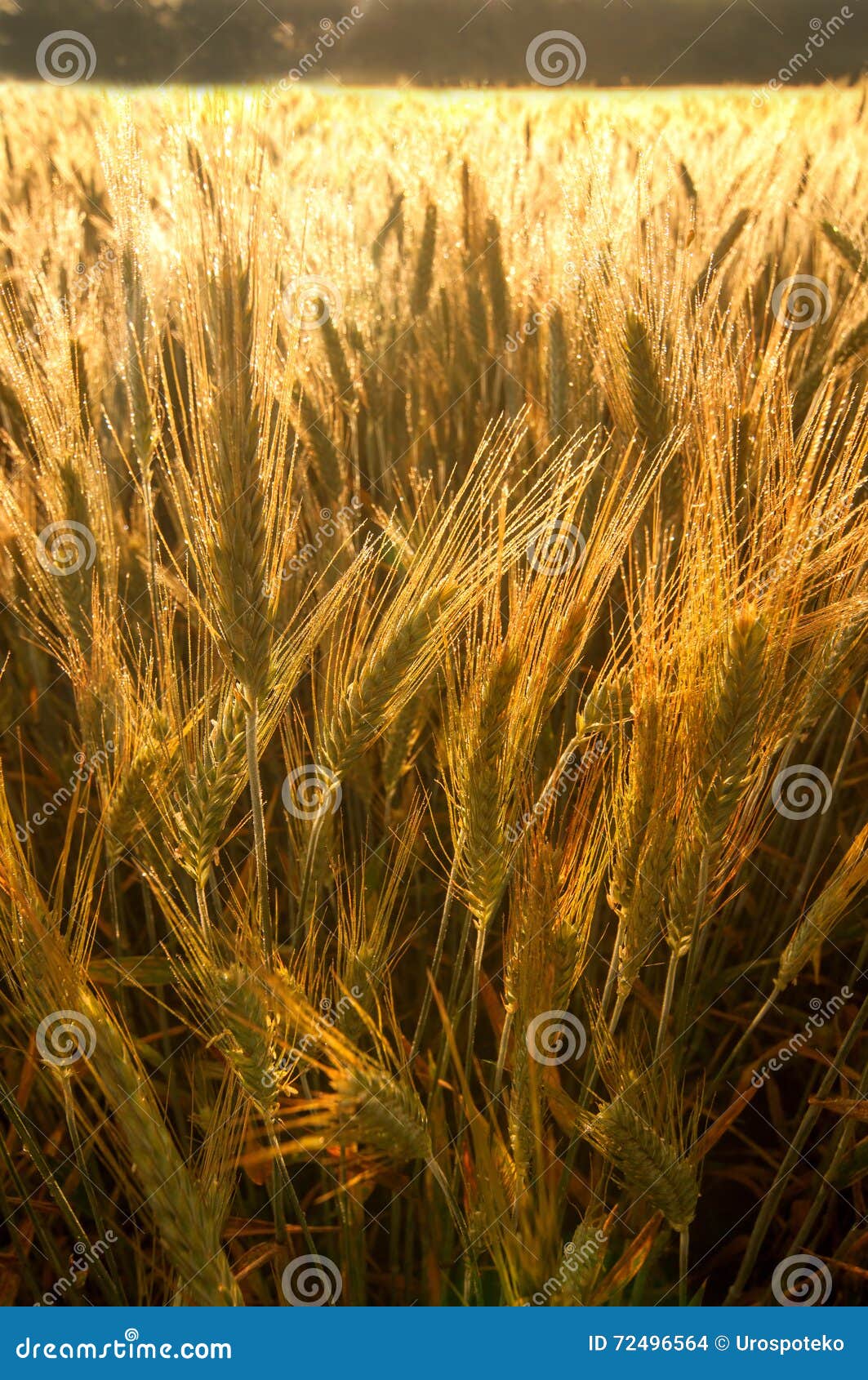 Field of Barley in Early Morning Stock Photo - Image of farming, nature ...