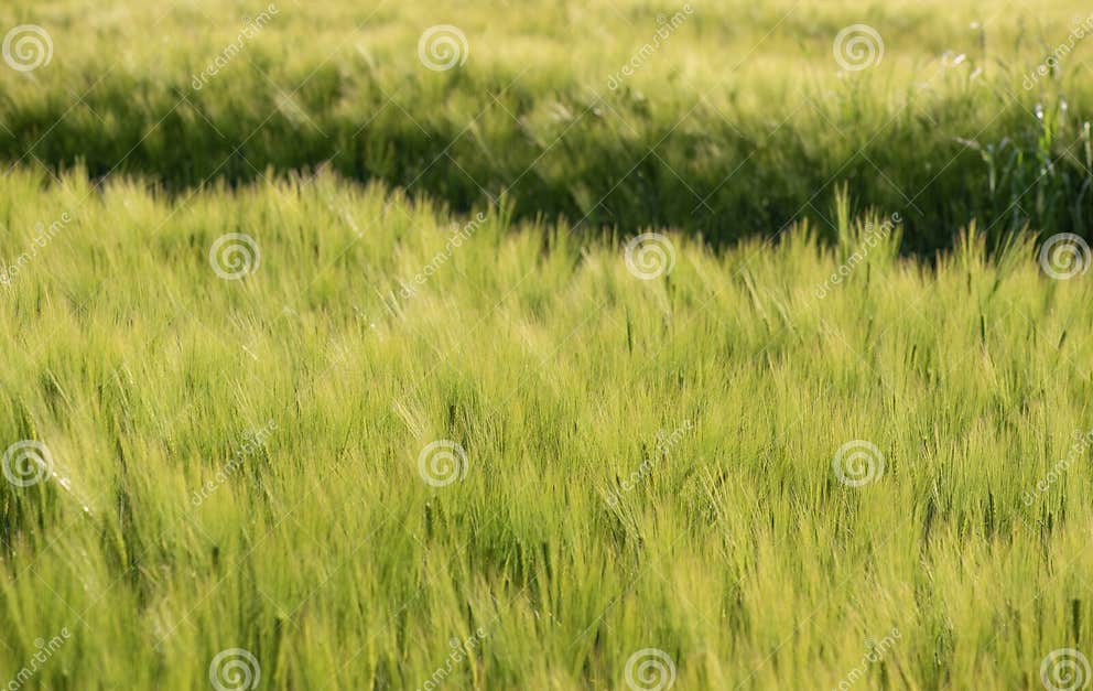 Barley growing in a field stock photo. Image of plant - 314251816