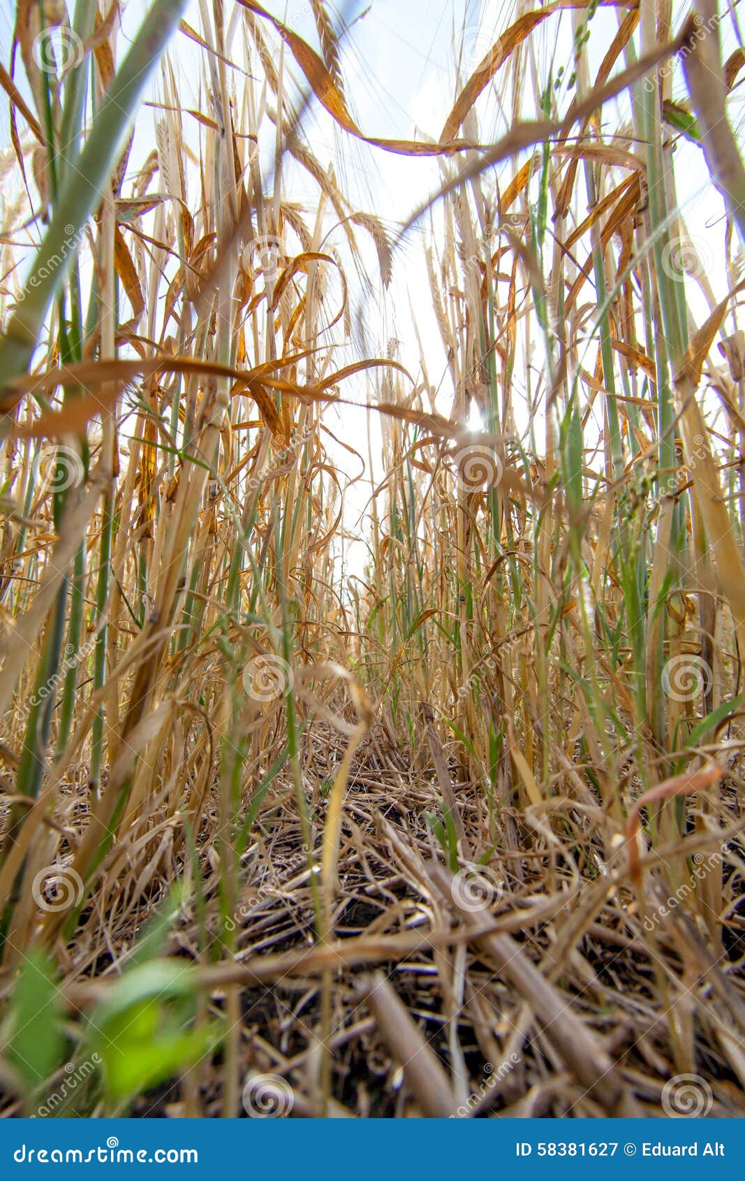 Field of Barley Growing at Zero Technology Stock Image - Image of farm ...