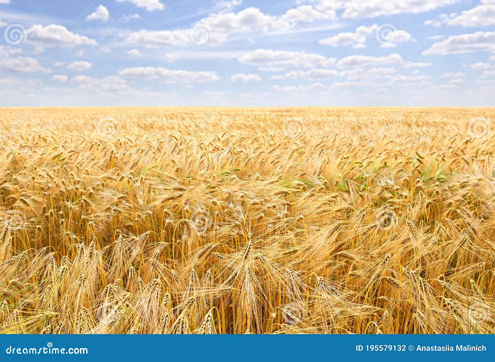 Field Barley in Period Harvest on Background Cloudy Sky Stock Photo ...
