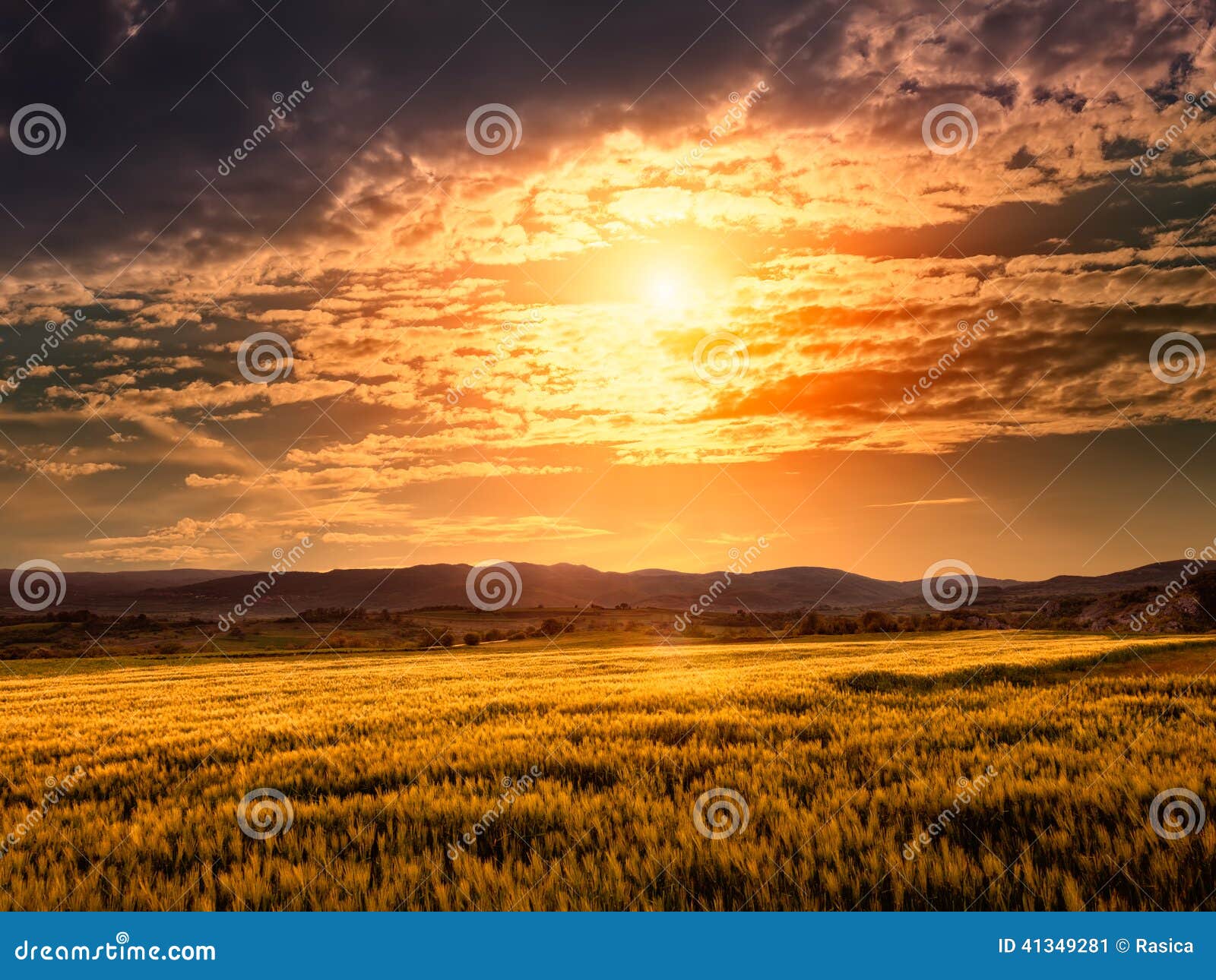 Field of barley at sunset stock image. Image of agriculture - 41349281