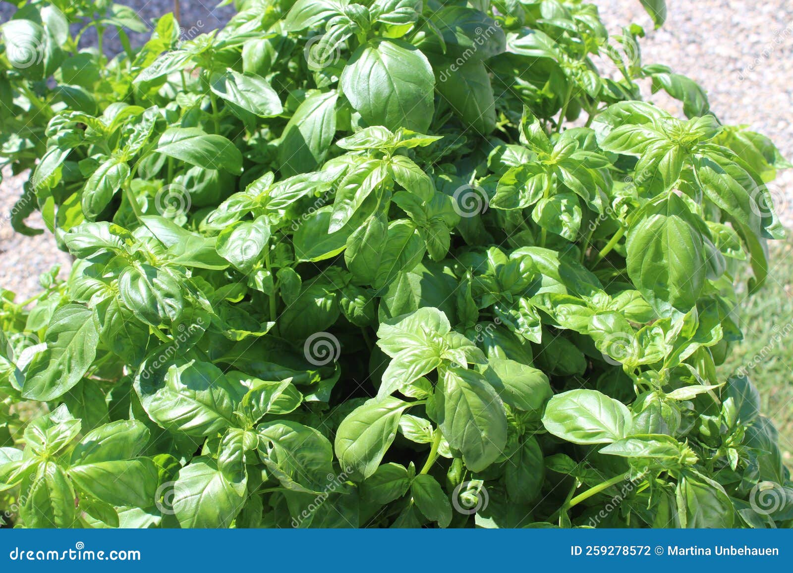 A field of basil stock photo. Image of ocimumbasilicum - 259278572