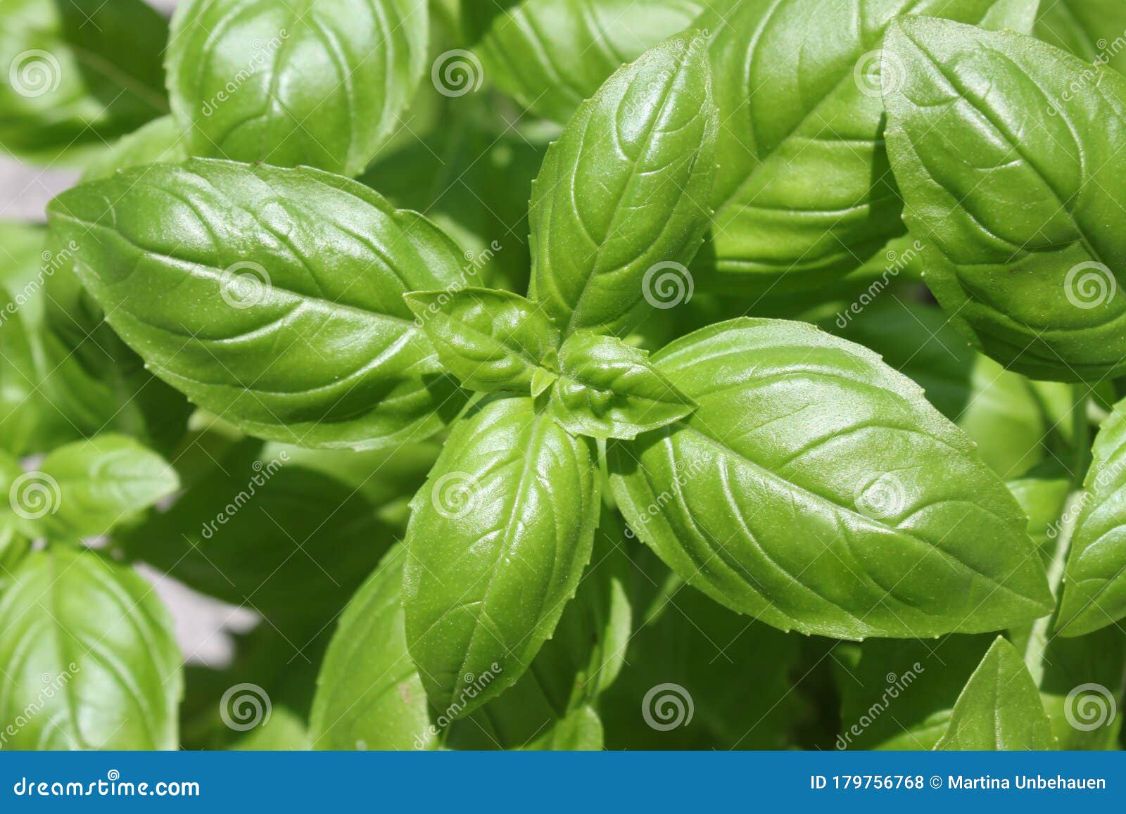 A Field of Basil in the Garden Stock Photo - Image of growth, spicy ...