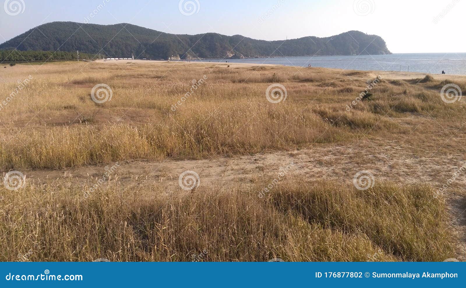 Field in the beach stock photo. Image of beach, brown - 176877802