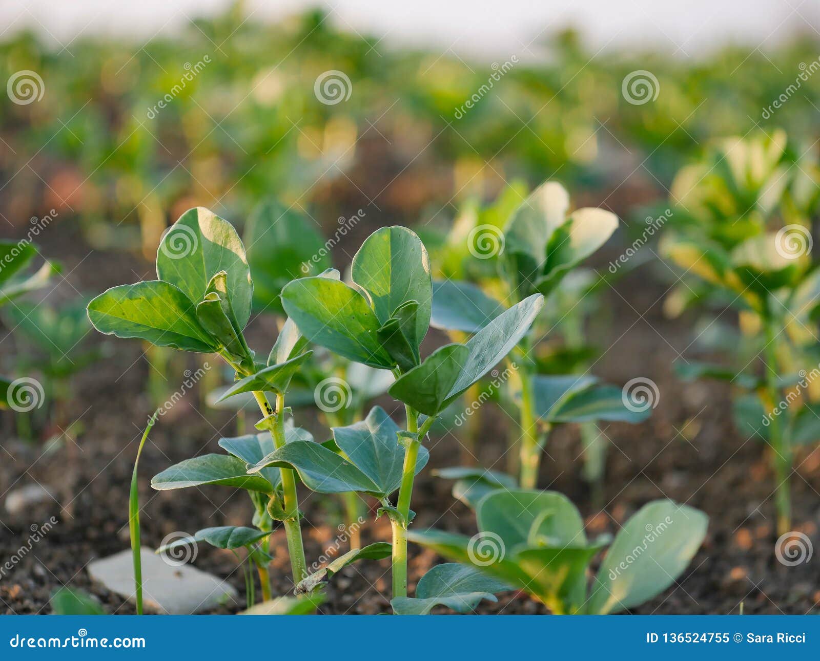 Field of beans stock image. Image of isolated, agriculture - 136524755