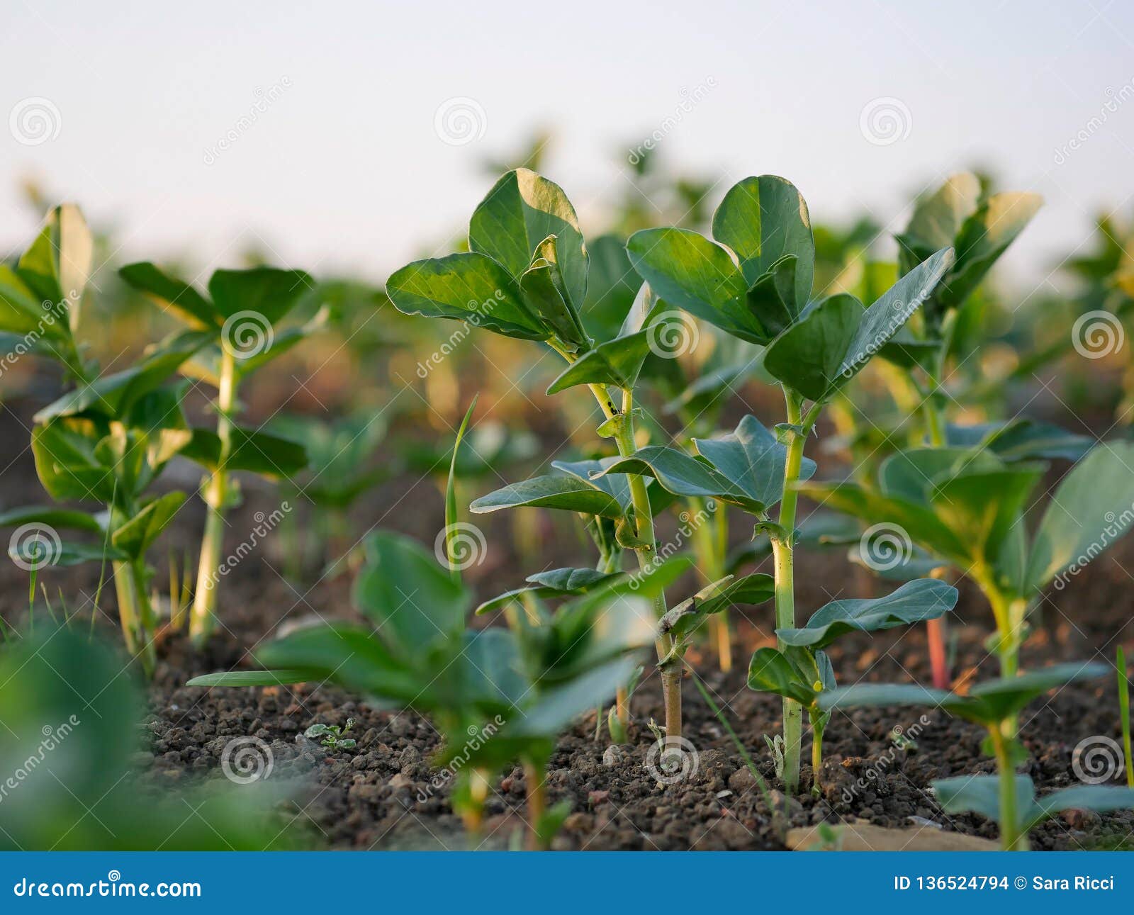 Field of beans stock photo. Image of bean, autumn, closeup - 136524794