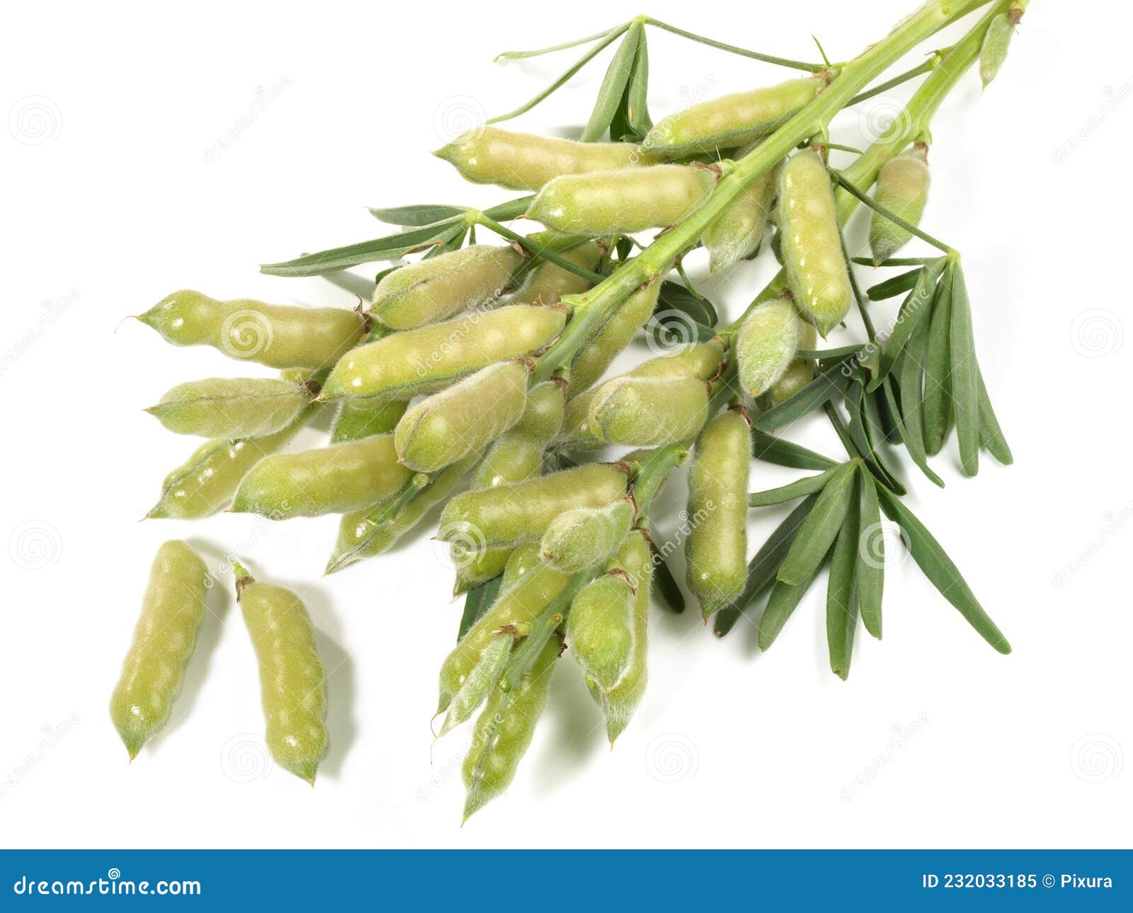 Field Beans Plant on White Background - Isolated Stock Image - Image of ...
