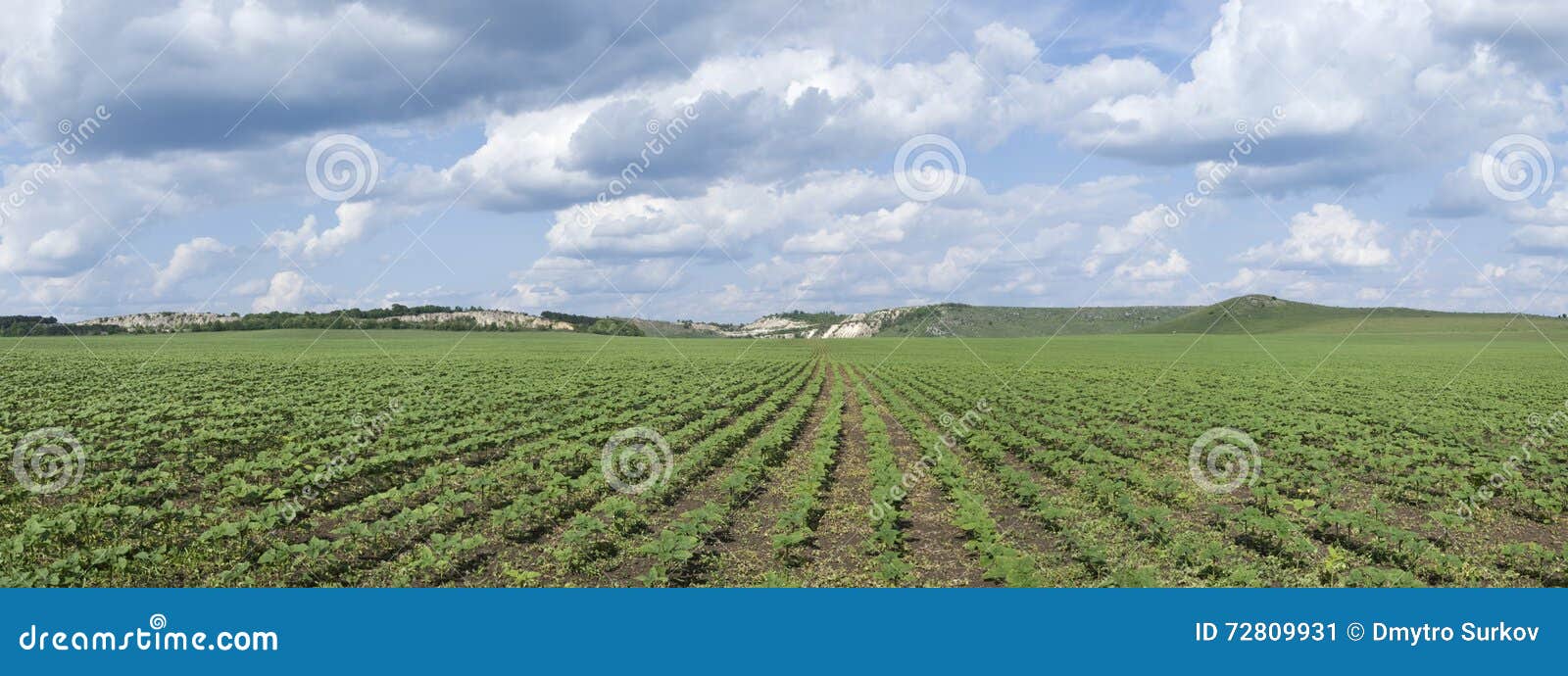 Field of beans stock image. Image of farmland, land, common - 72809931