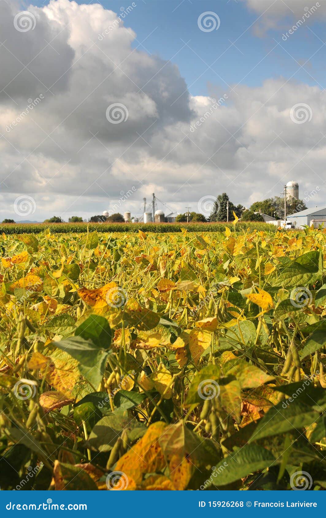 Field Beans Soybeans in Early Autumn Stock Photo - Image of industry ...