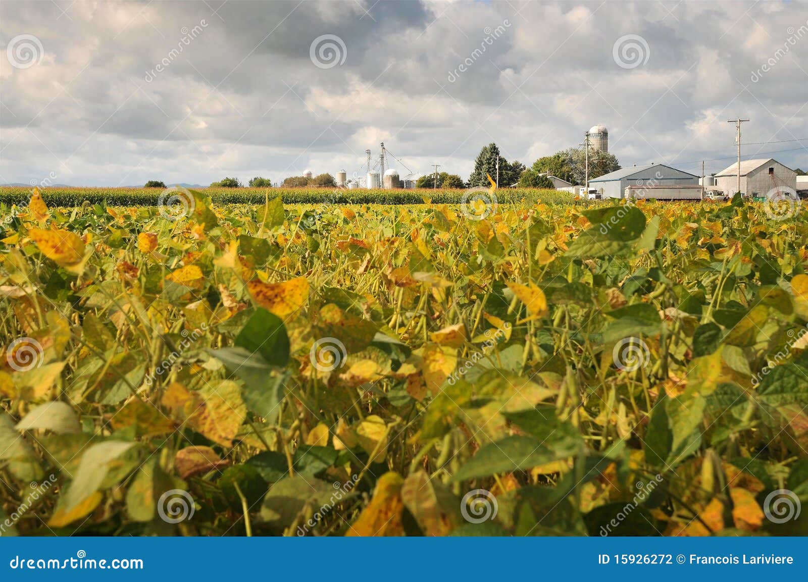 Field Beans Soybeans in Early Autumn Stock Photo - Image of legume ...