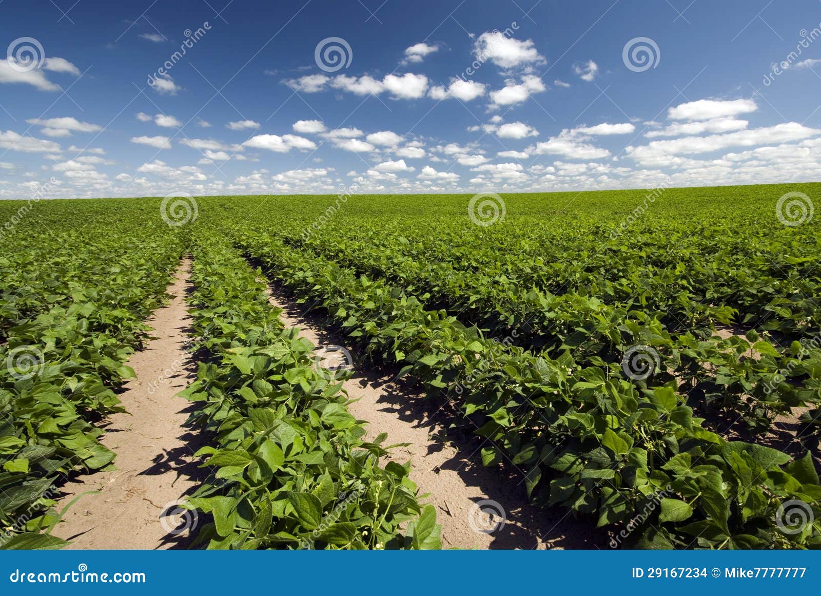 Field of Beans on a Sunny Day Stock Photo - Image of cloud, country ...