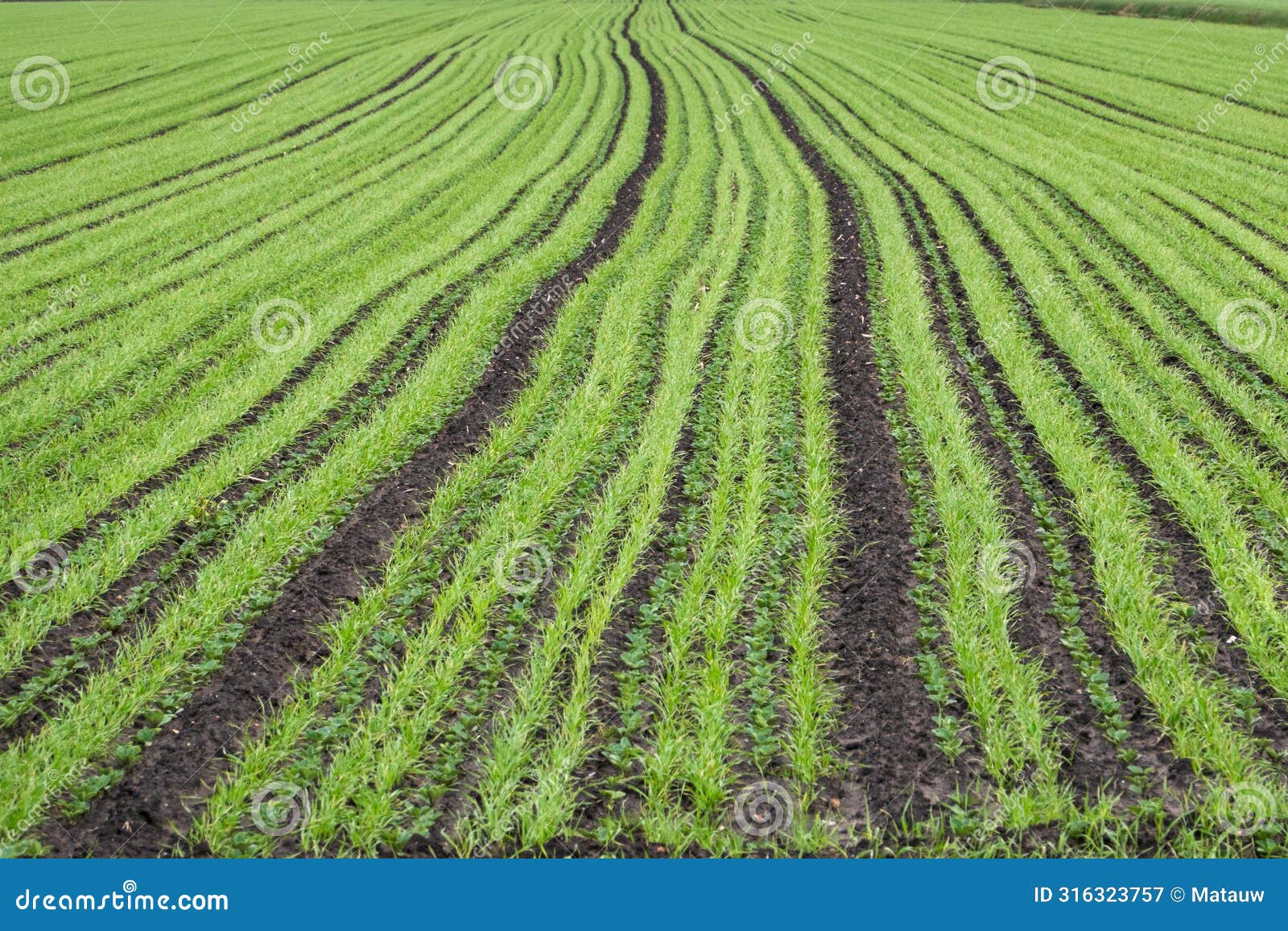 Field Beans Stock Photo | CartoonDealer.com #265510524