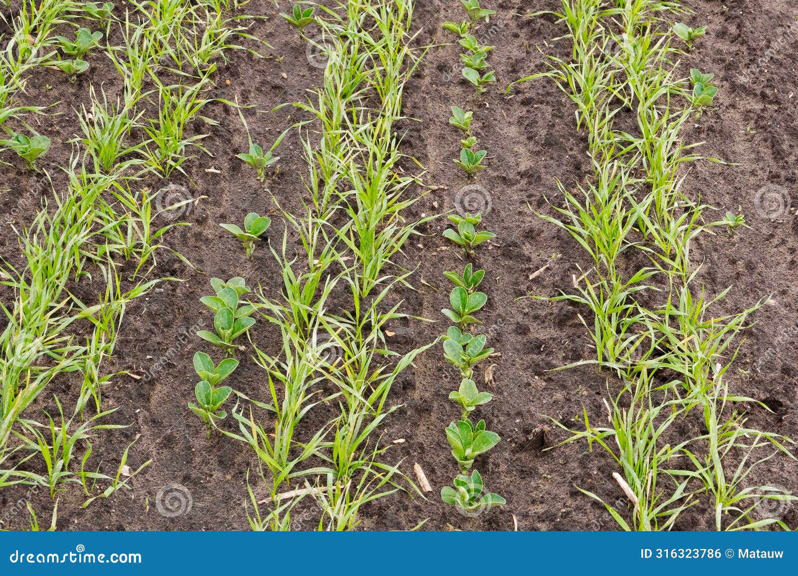 Field Beans Stock Photo | CartoonDealer.com #265510524