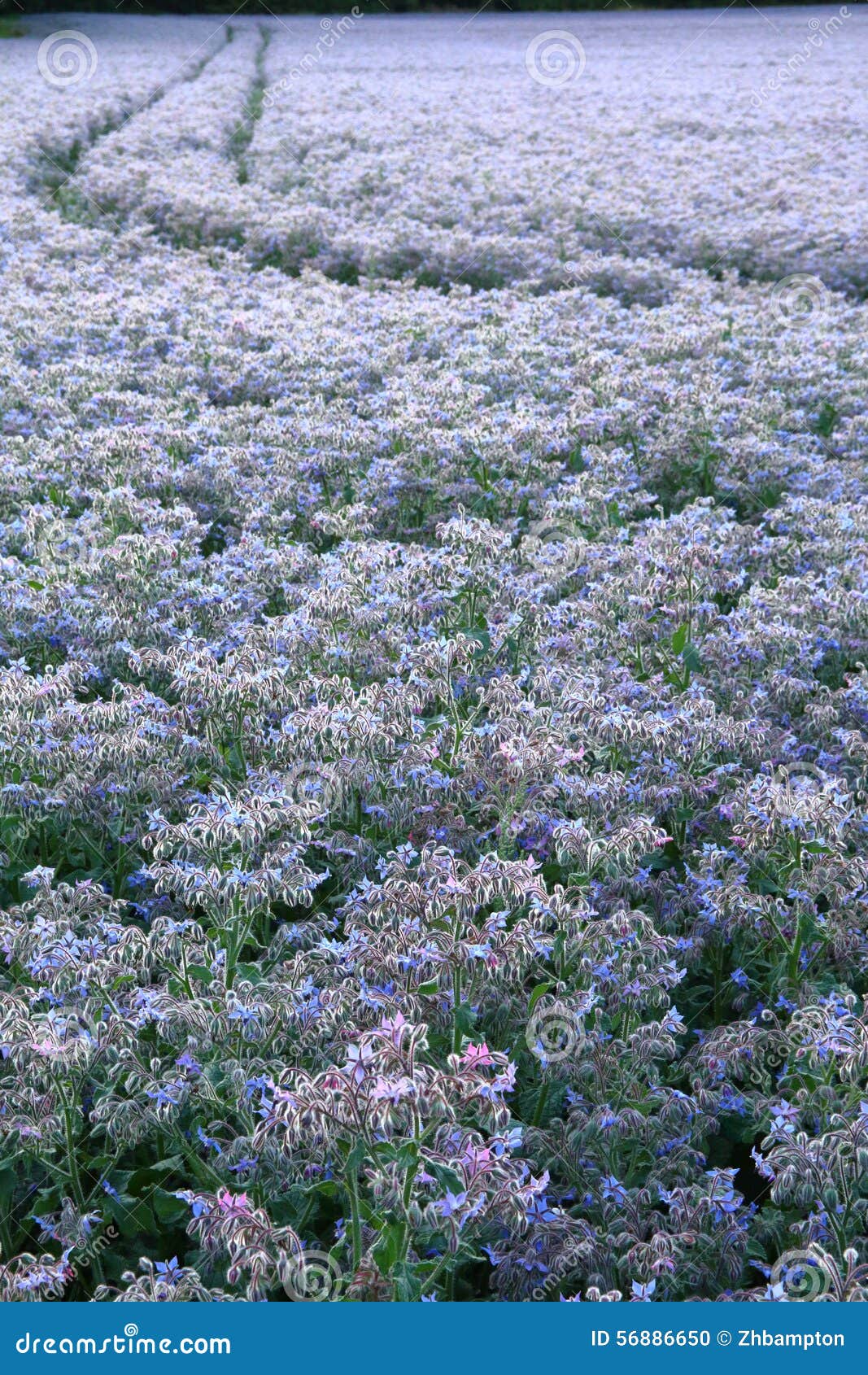 A Field of Beautiful Borage Plants Stock Photo - Image of floral ...