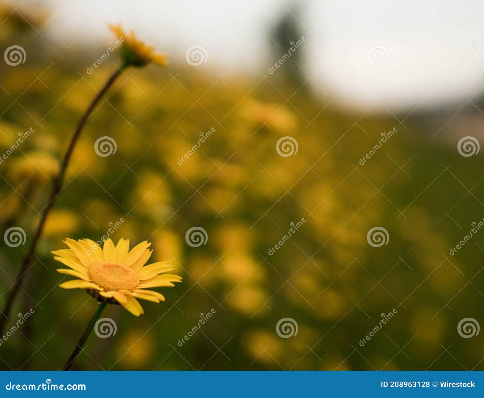 Daisy field at sunset stock photo. Image of botany, beauty - 208963128