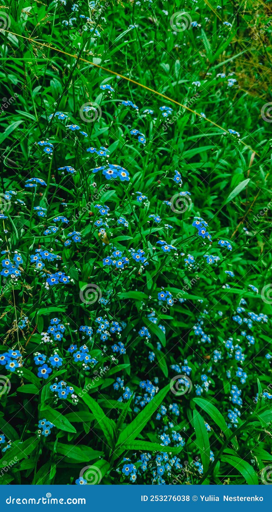 Field Beautiful Flowers from the Ukrainian Field Stock Photo - Image of ...