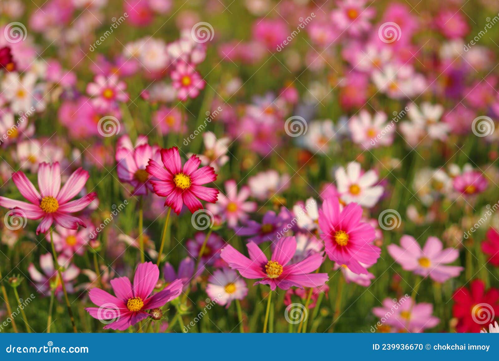 Field of Beautiful Pink Cosmos Trees Stock Photo - Image of nature ...