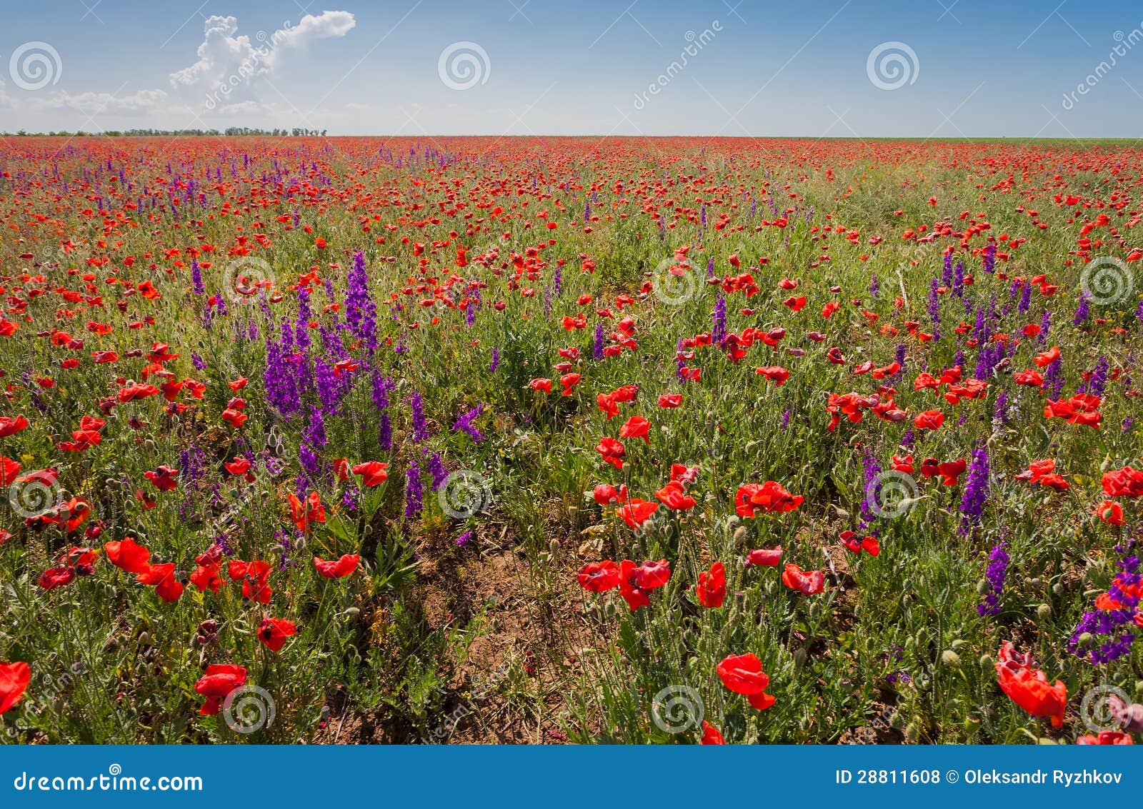Field with Beautiful Red Poppy and Purple Flowers Stock Photo - Image ...