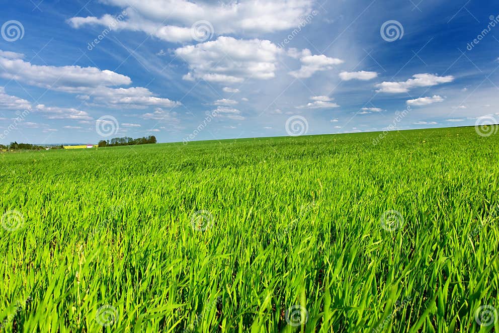 Field stock photo. Image of field, cloud, ecology, idyllic - 141378268