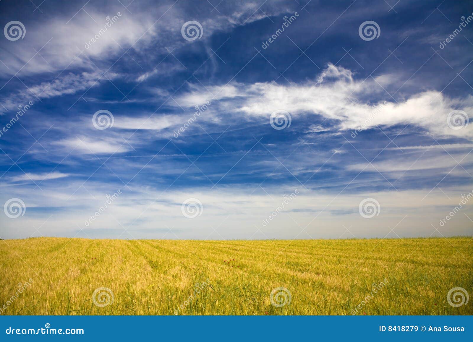 Field in a Beautiful Sunny Day Stock Image - Image of calm, lone: 8418279