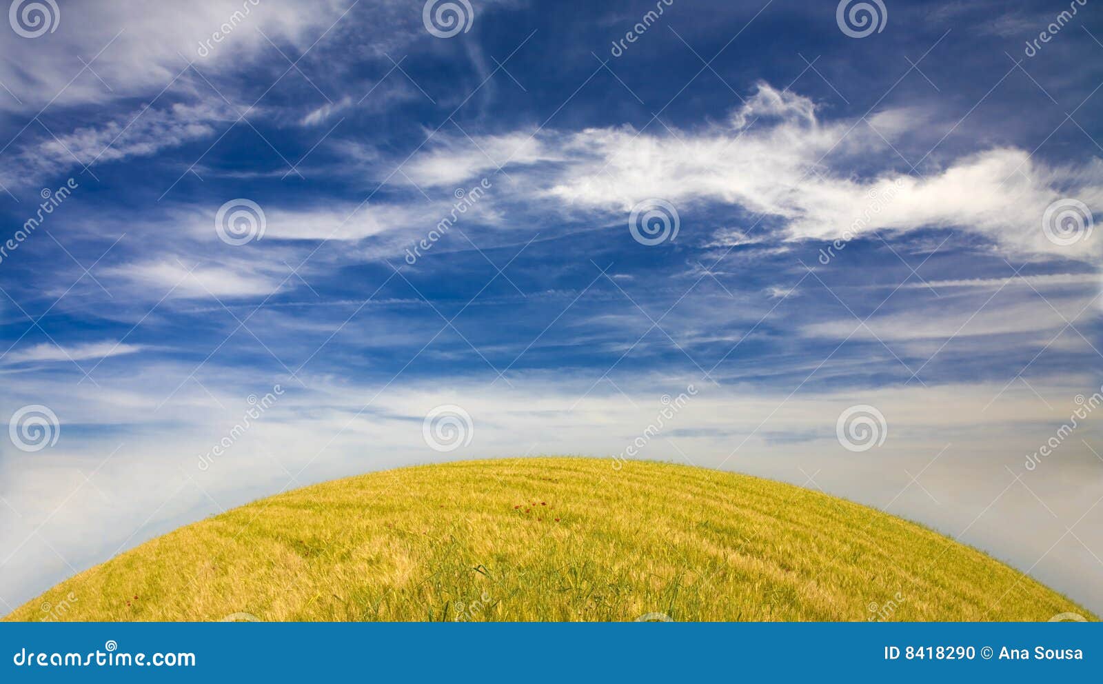 Field in a Beautiful Sunny Day Stock Photo - Image of leaf, idyllic ...