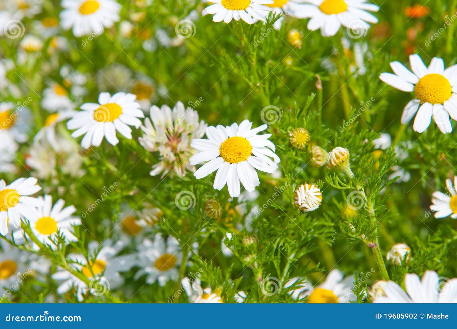 Field of Beautiful White Daisy Stock Photo - Image of daisy, flora ...