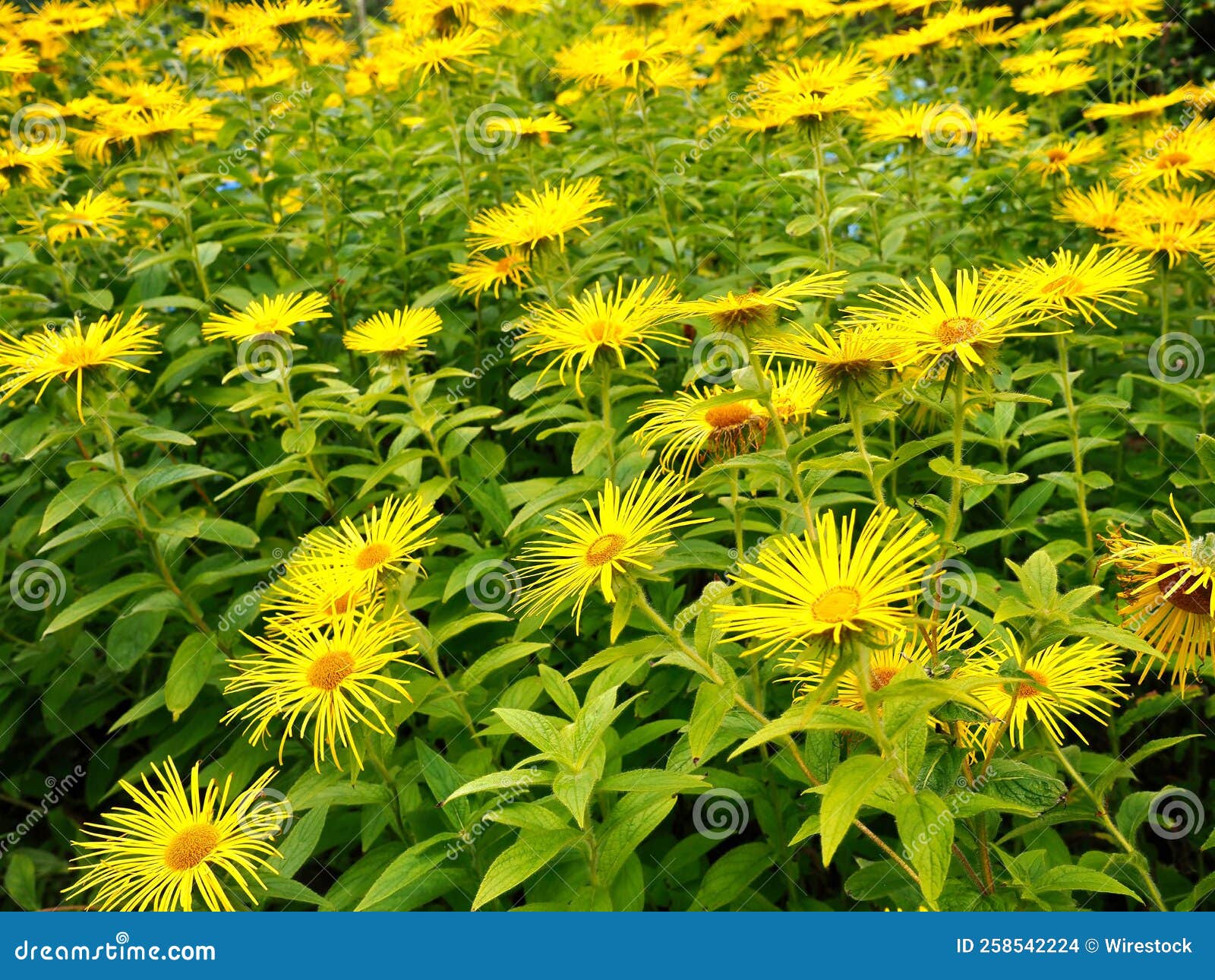 Field of Beautiful Yellow Elecampane Plants Stock Photo - Image of ...