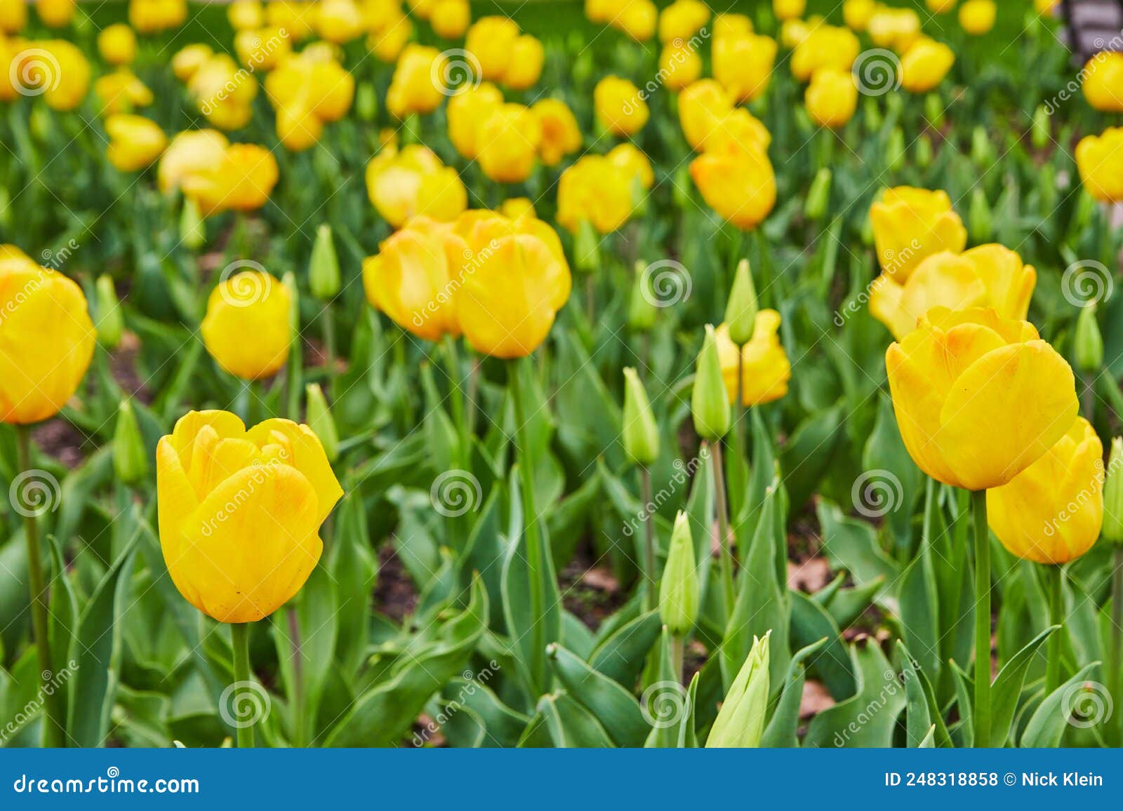 Field of Beautiful Yellow Spring Tulips Stock Photo - Image of plant ...