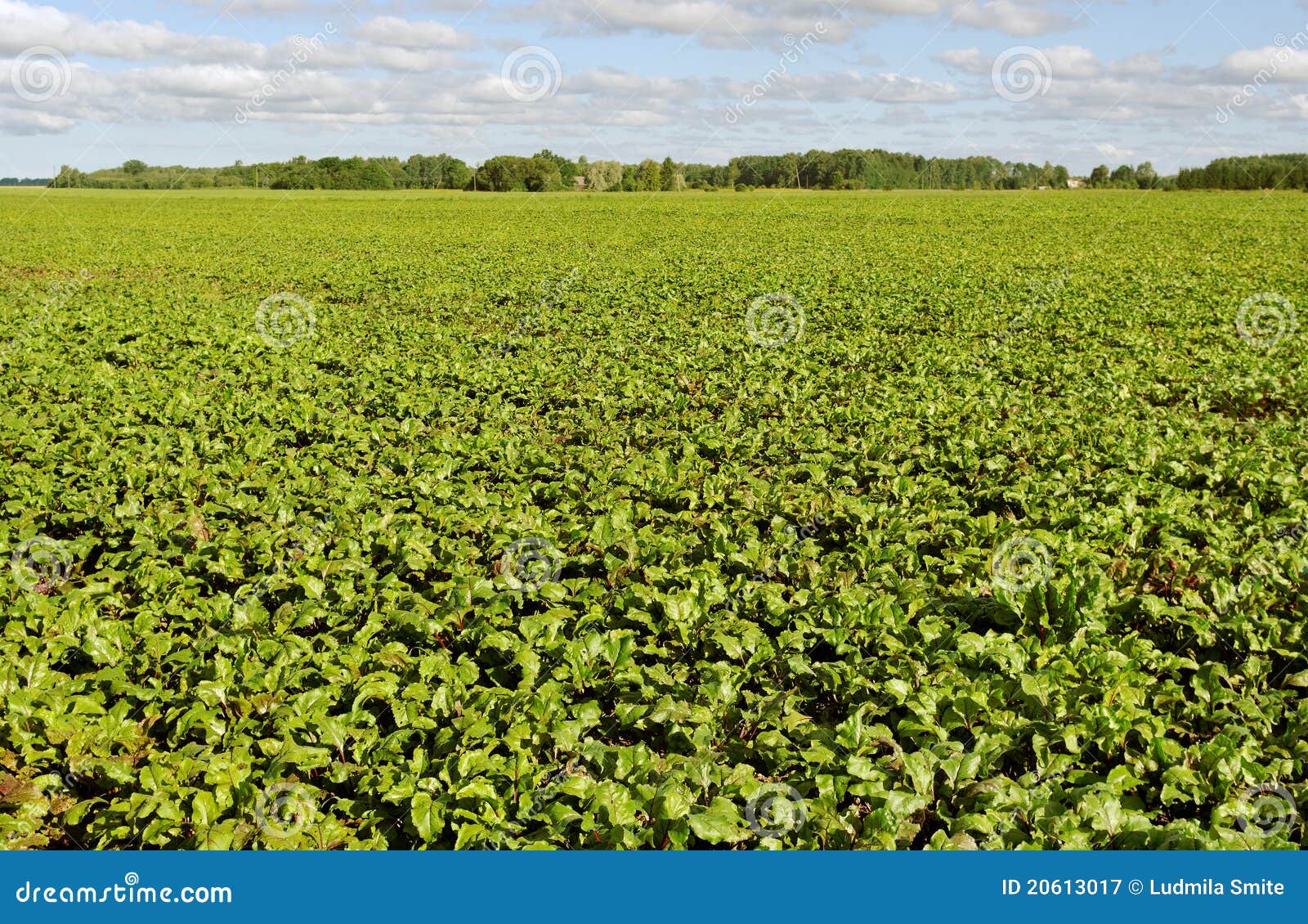 Field of beet. stock image. Image of growth, agro, horizon - 20613017