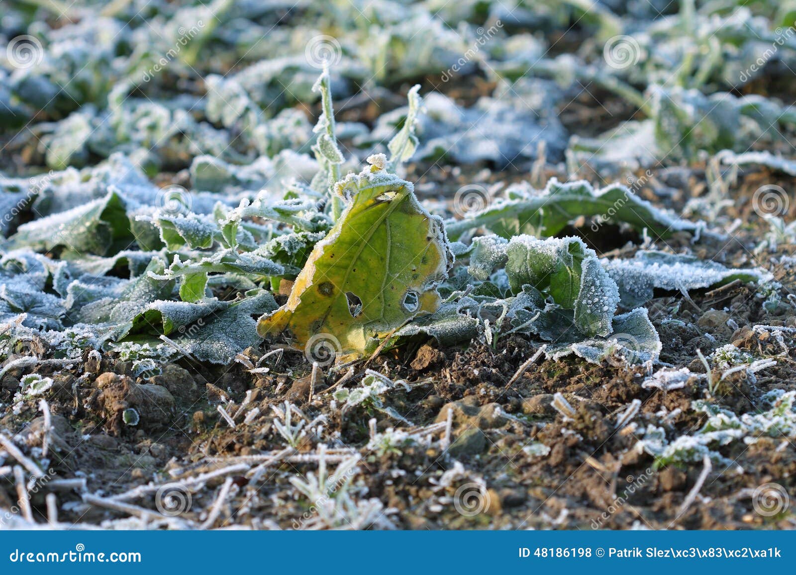 Field with Beet in December Morning Stock Photo - Image of morning ...