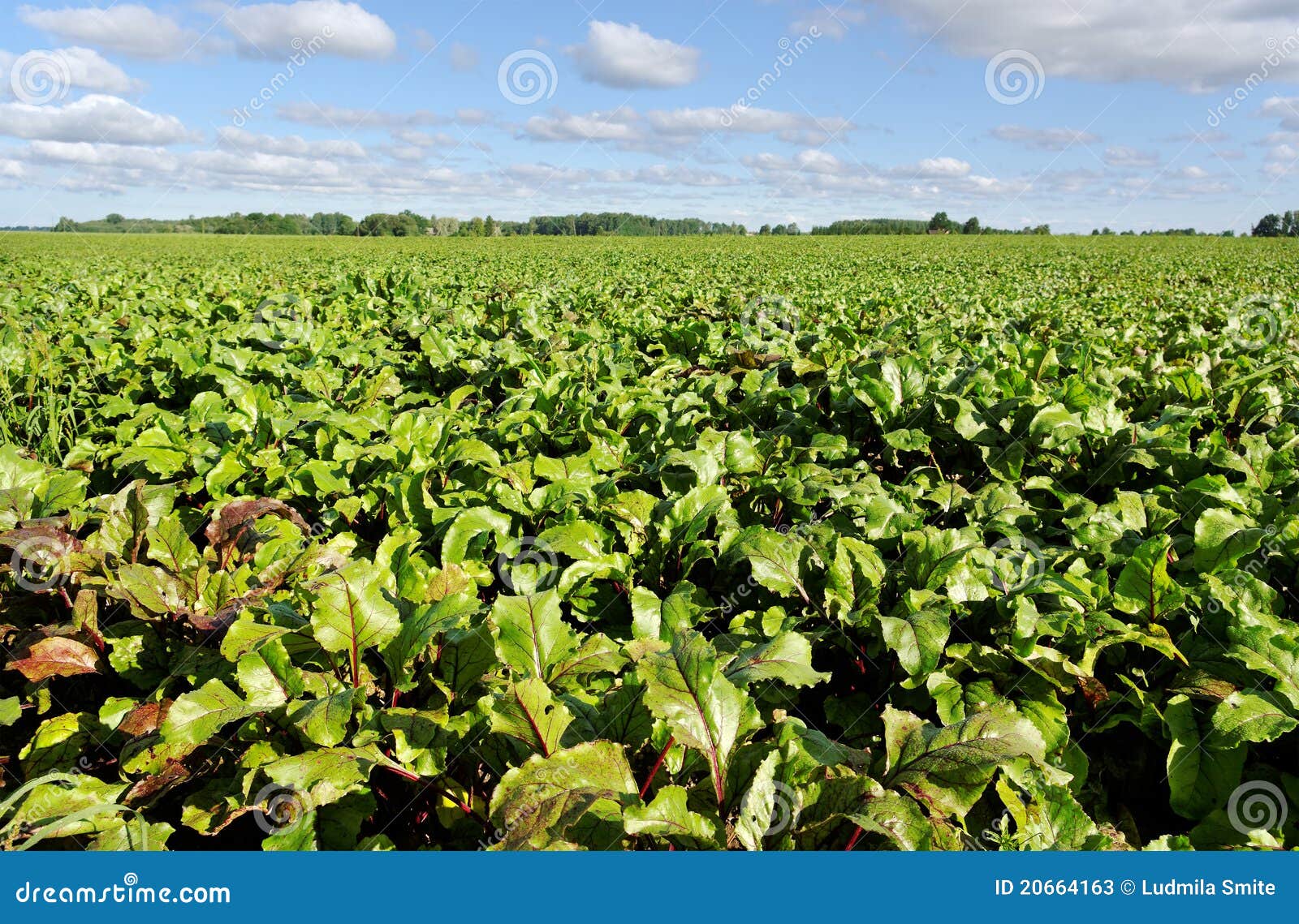 Field of the beetroot. stock image. Image of agrarian - 20664163