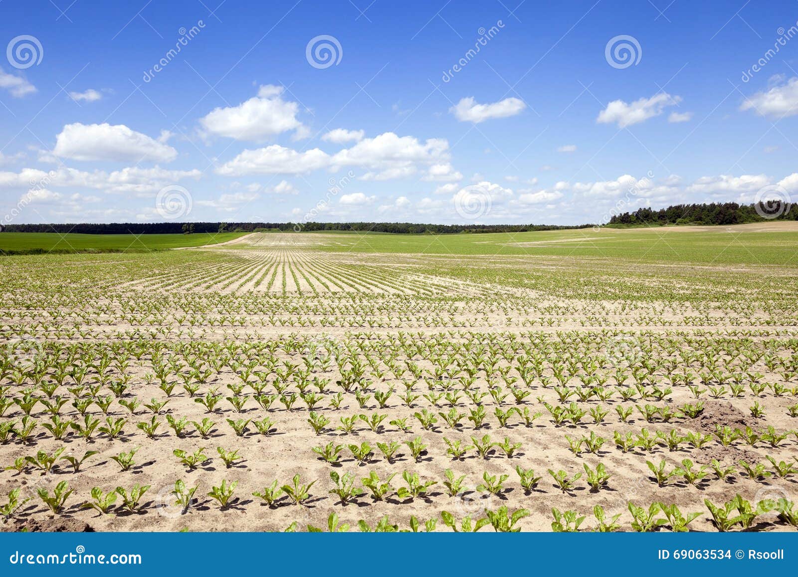 Field with beetroot stock photo. Image of garden, land - 69063534