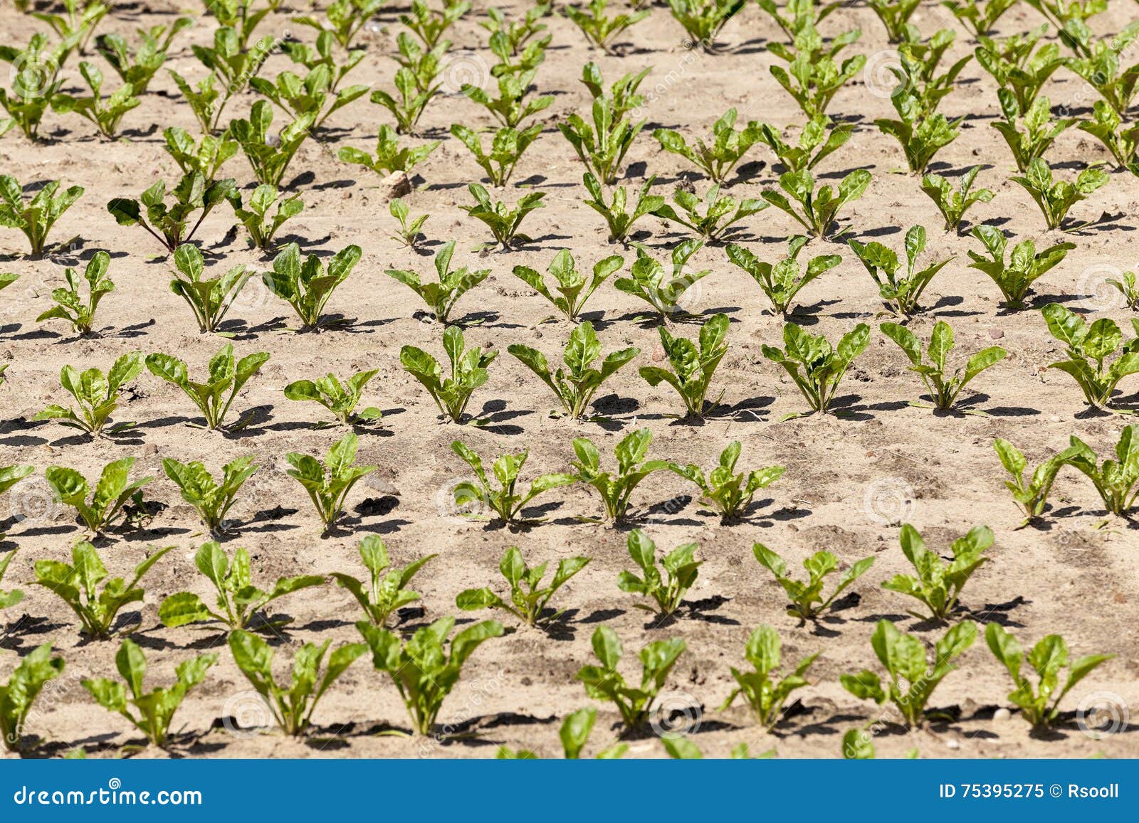 Field with beetroot stock image. Image of organic, dirt - 75395275