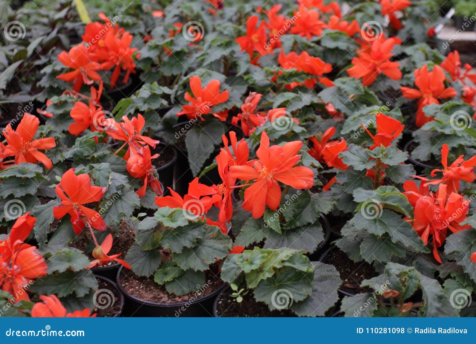 Begonia. Unique Begonia Flowers Field. Begonia in Pots. Floral Pattern ...