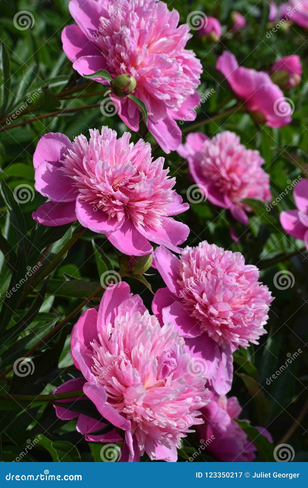 A Field of Big Bright Pink Peonies Stock Image - Image of outside ...