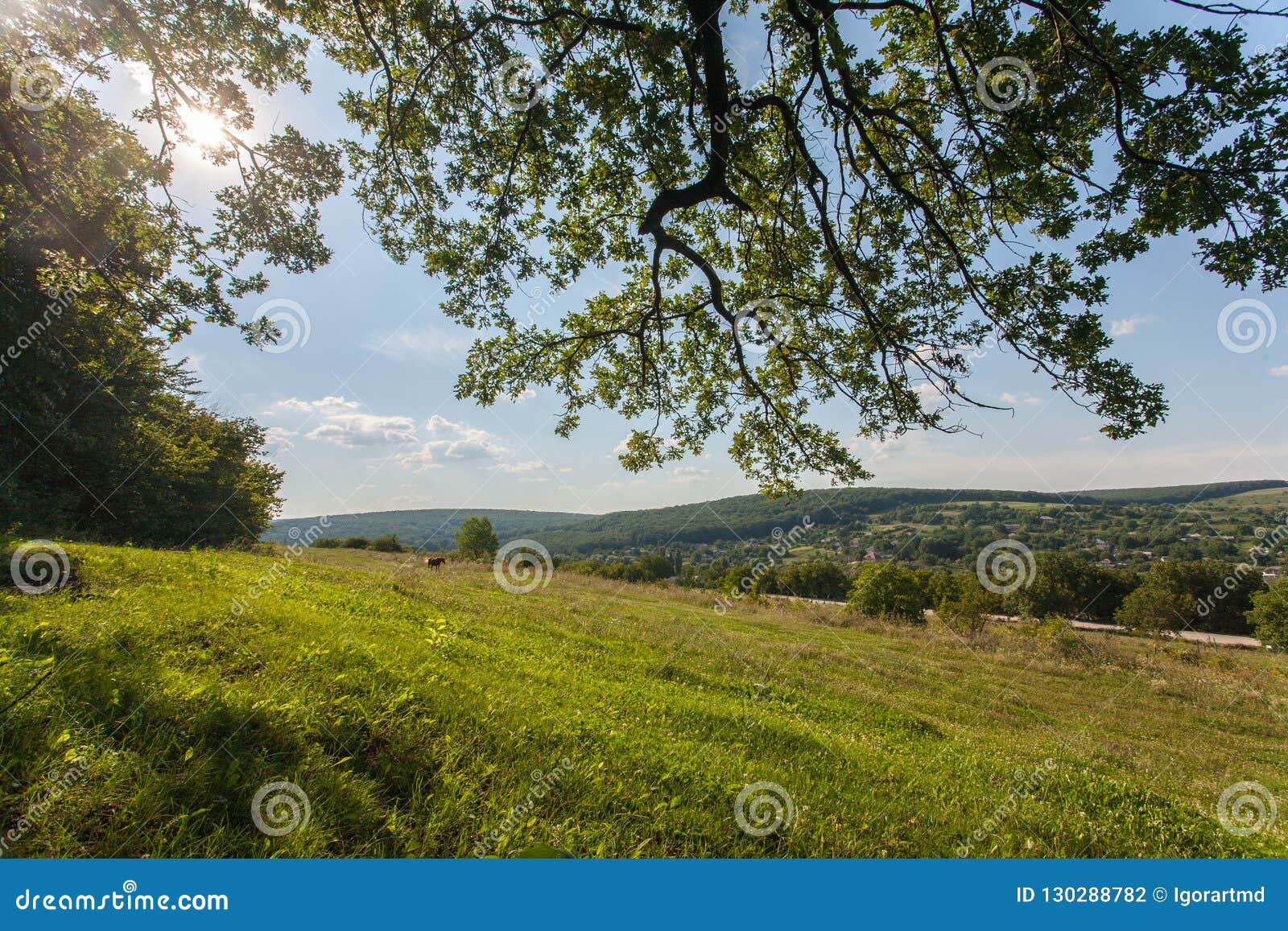 Field, big tree, stock photo. Image of light, season - 130288782
