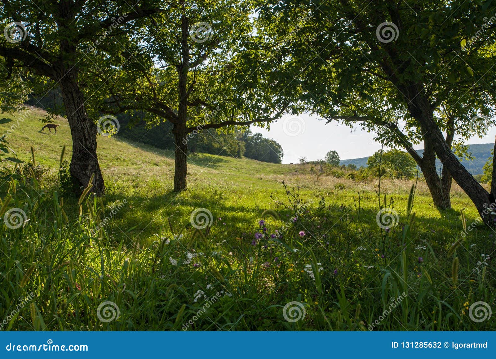 Field, big tree, stock photo. Image of season, landscape - 131285632